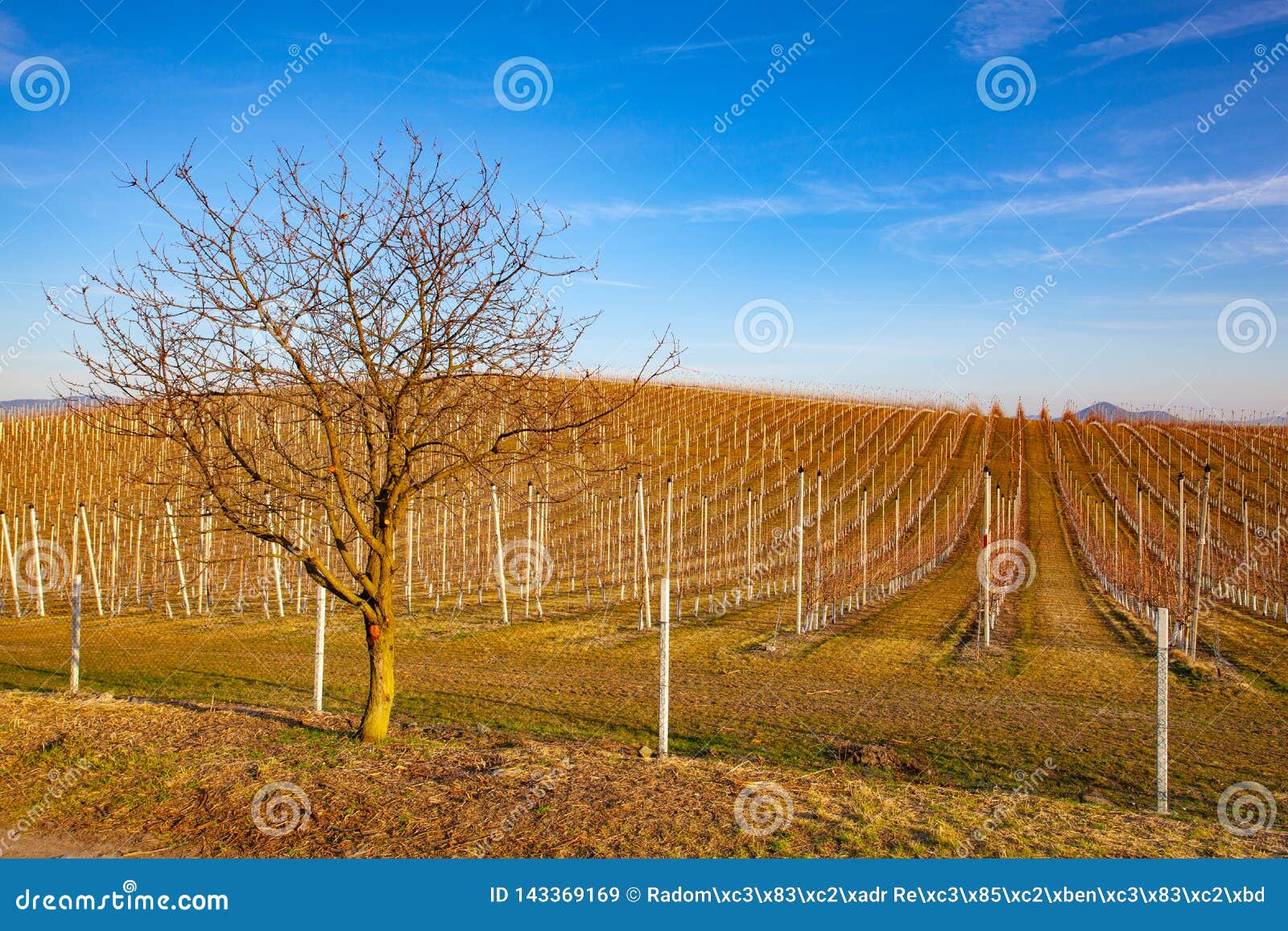 Apple Orchard Rows in Spring Stock Image - Image of country, nature ...