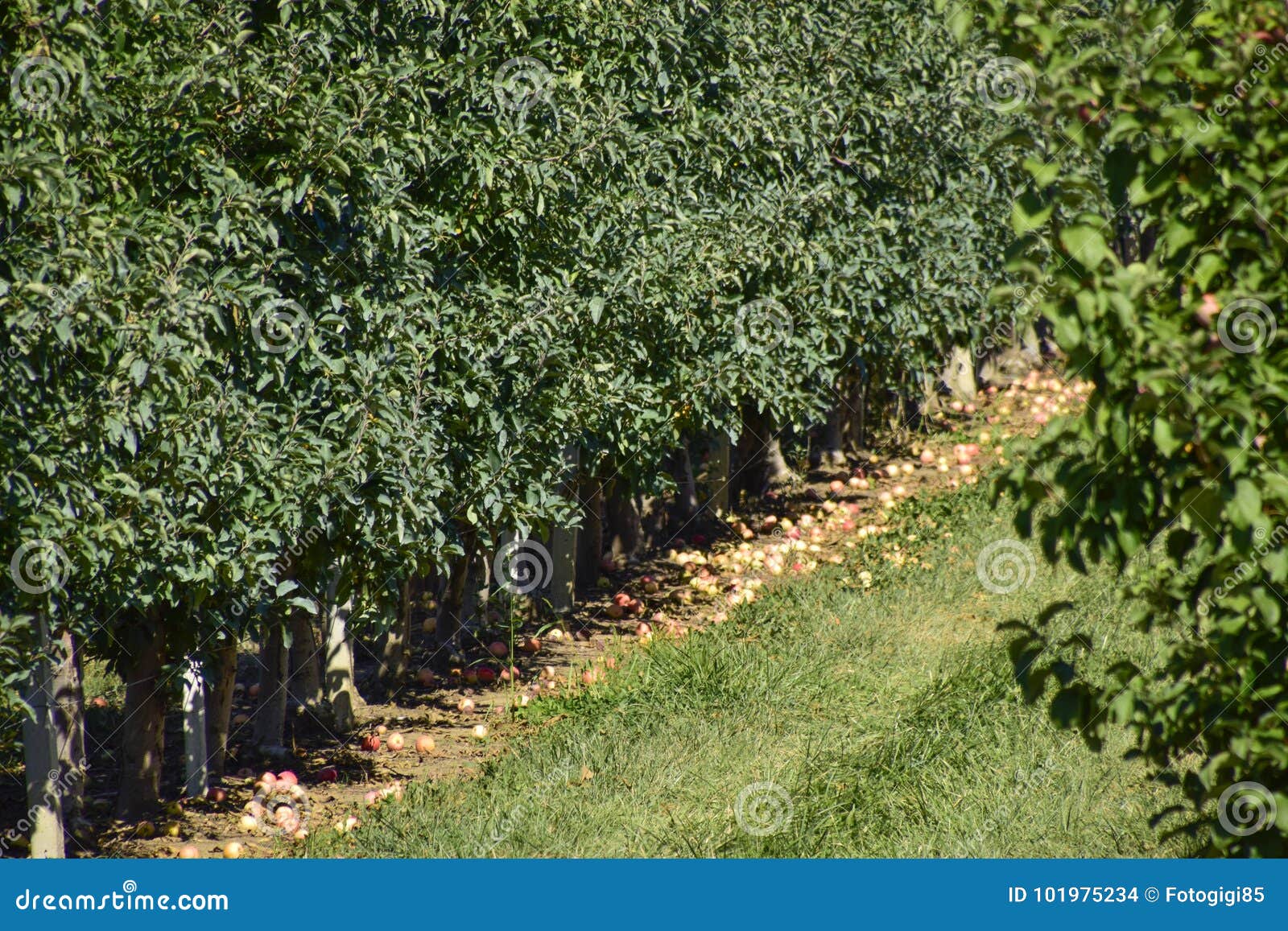 Apple Orchard. Rows of Trees and the Fruit of the Ground Under T Stock ...