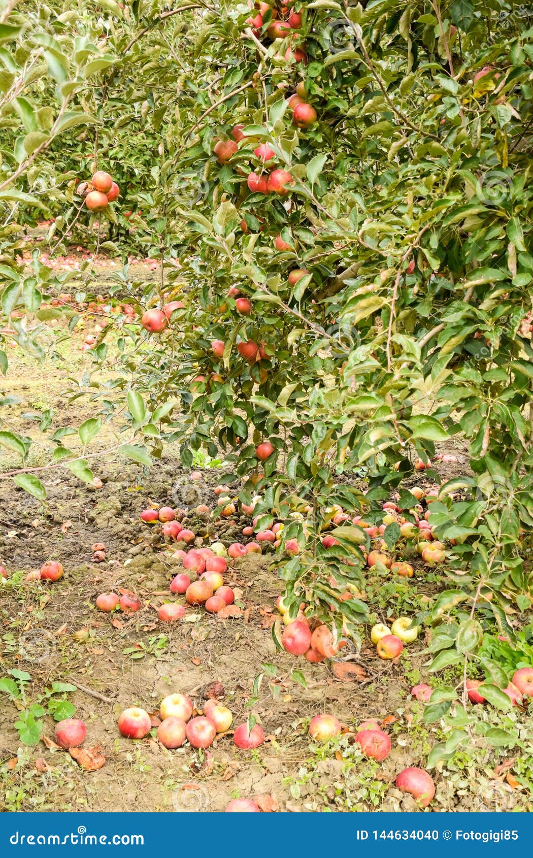 Apple Orchard. Rows of Trees and the Fruit of the Ground Under T Stock ...
