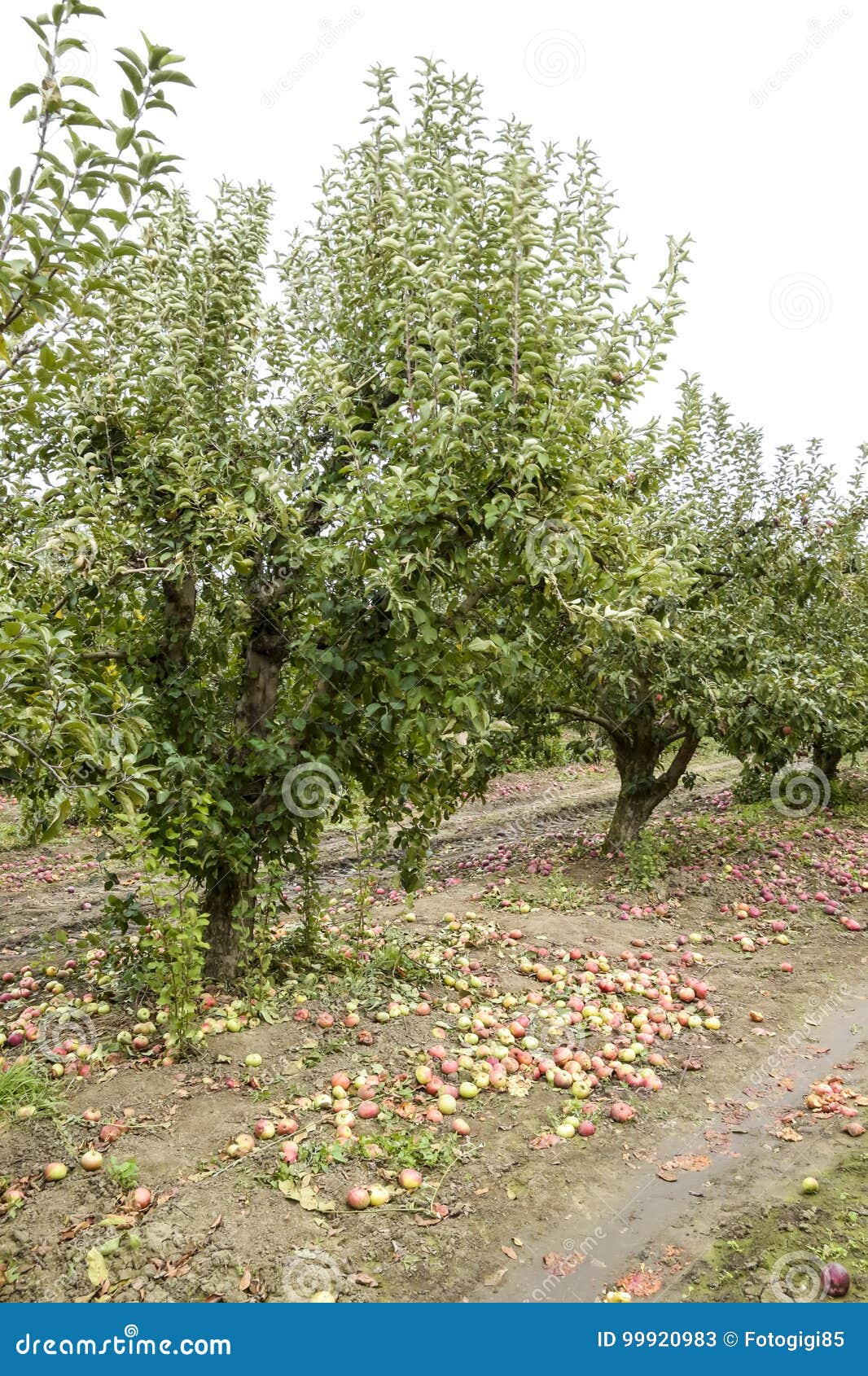 Apple Orchard. Rows of Trees and the Fruit of the Ground Under T Stock ...