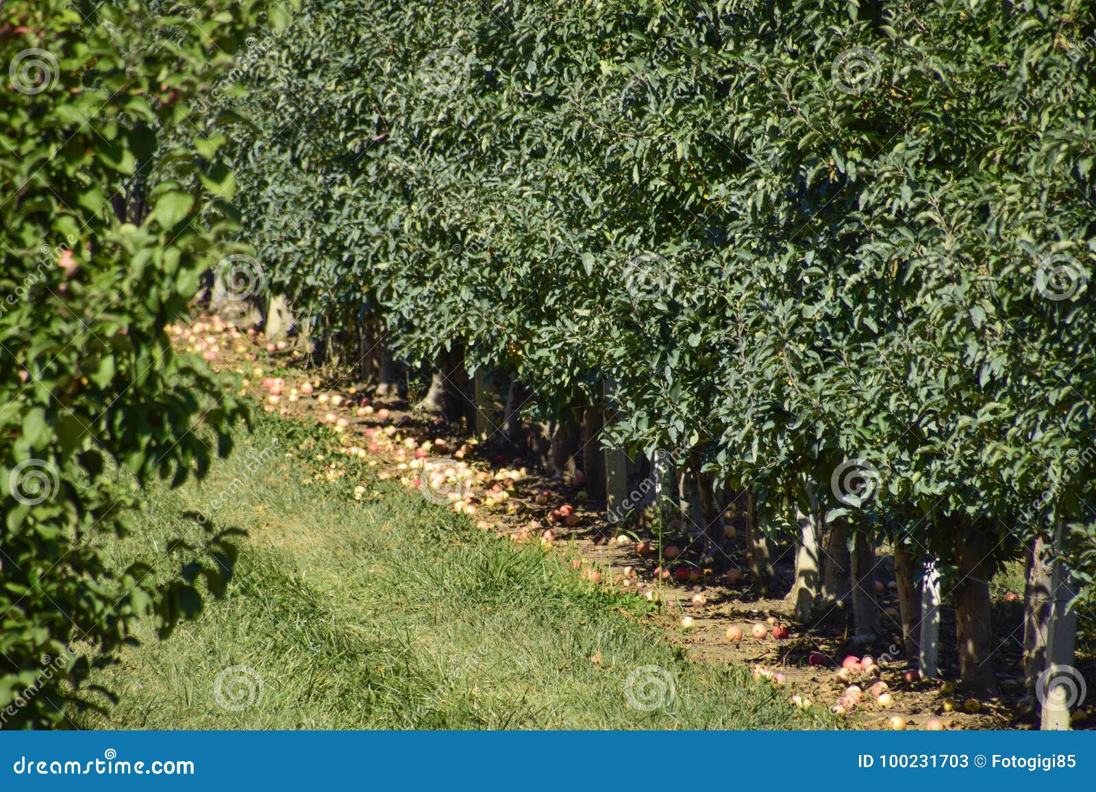 Apple Orchard. Rows of Trees and the Fruit of the Ground Under T Stock ...