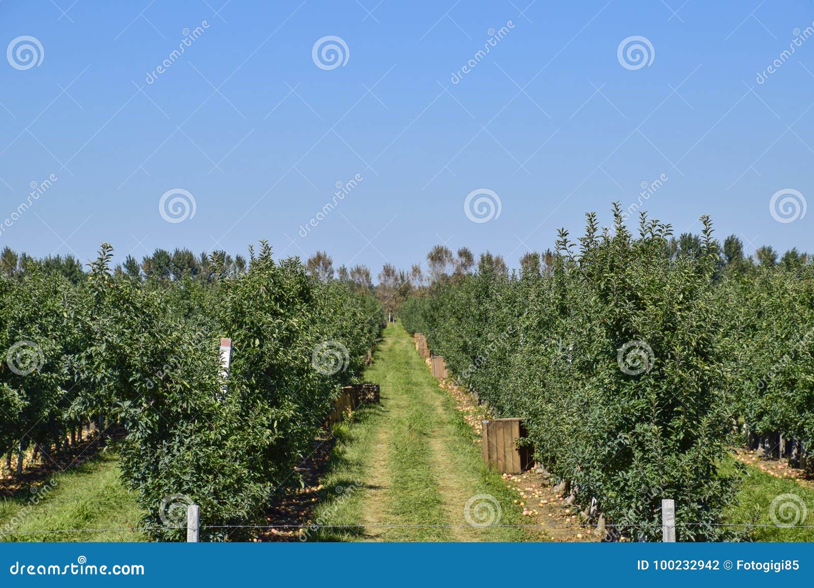 Apple Orchard. Rows of Trees and the Fruit of the Ground Under T Stock ...