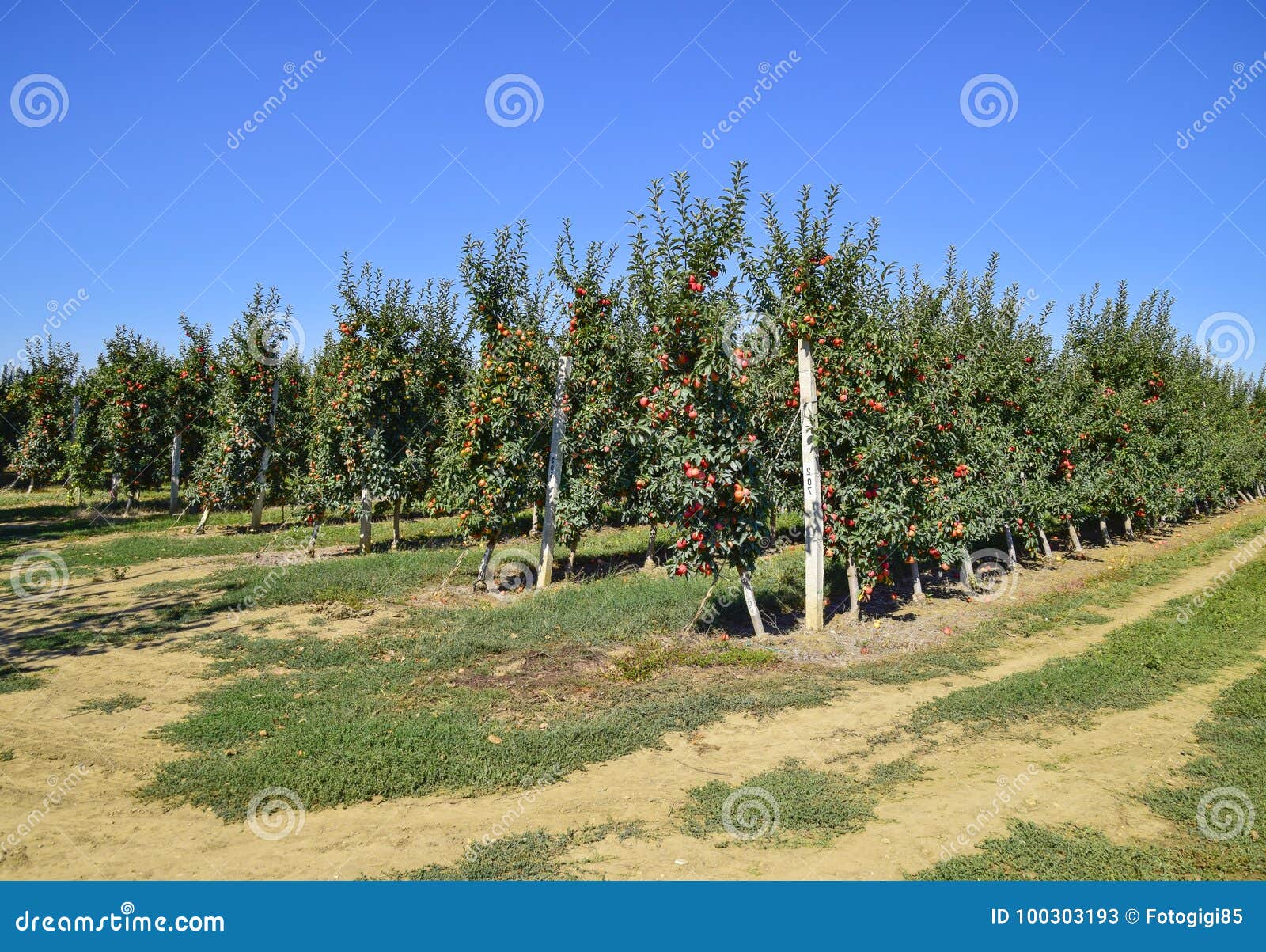 Apple Orchard. Rows of Trees and the Fruit of the Ground Under T Stock ...