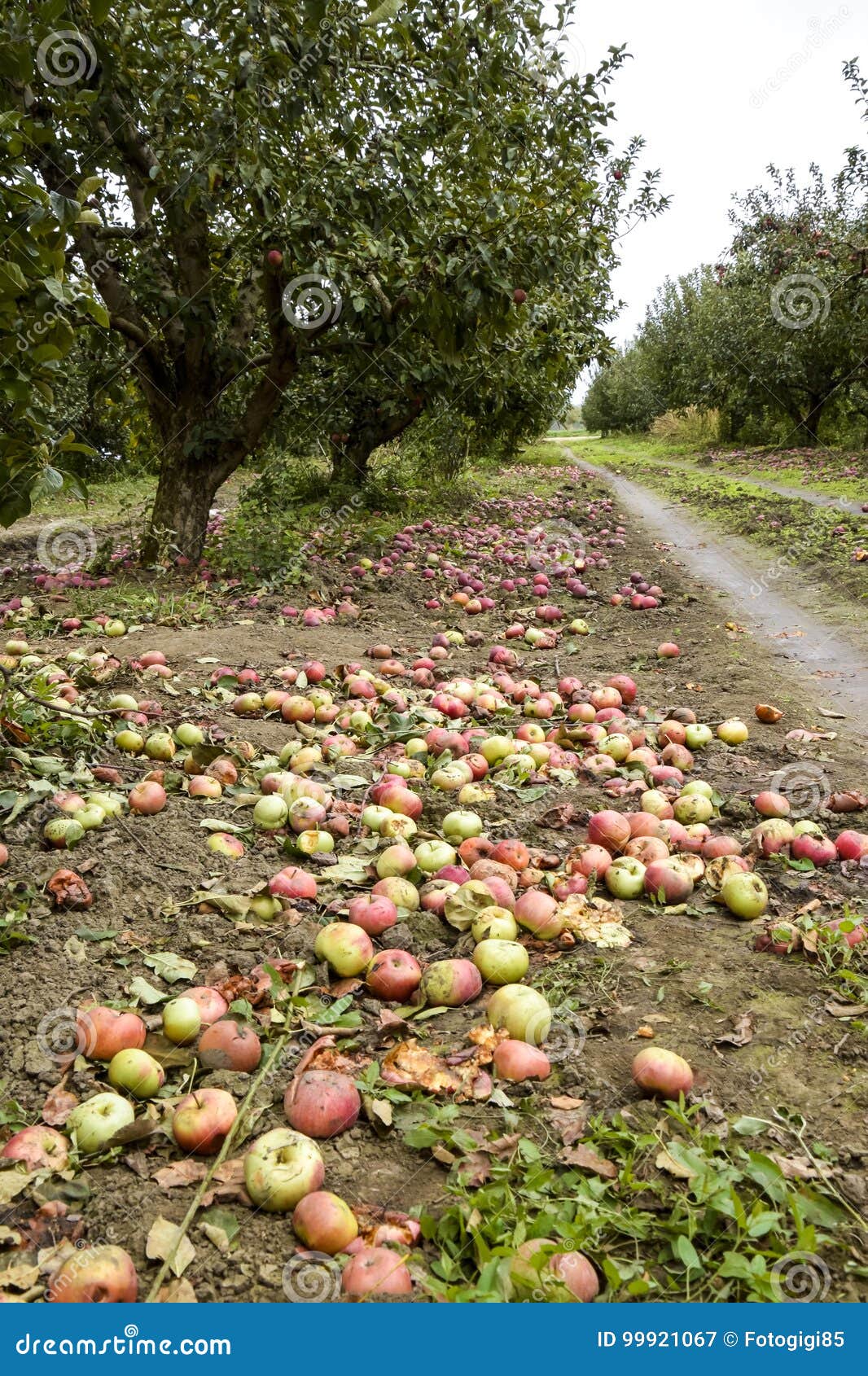 Apple Orchard. Rows of Trees and the Fruit of the Ground Under T Stock ...