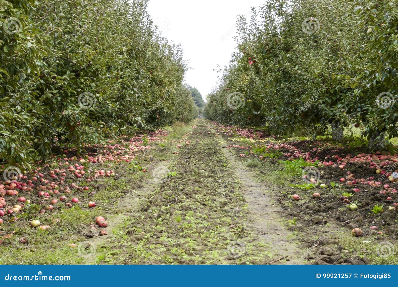 Apple Orchard. Rows of Trees and the Fruit of the Ground Under T Stock ...