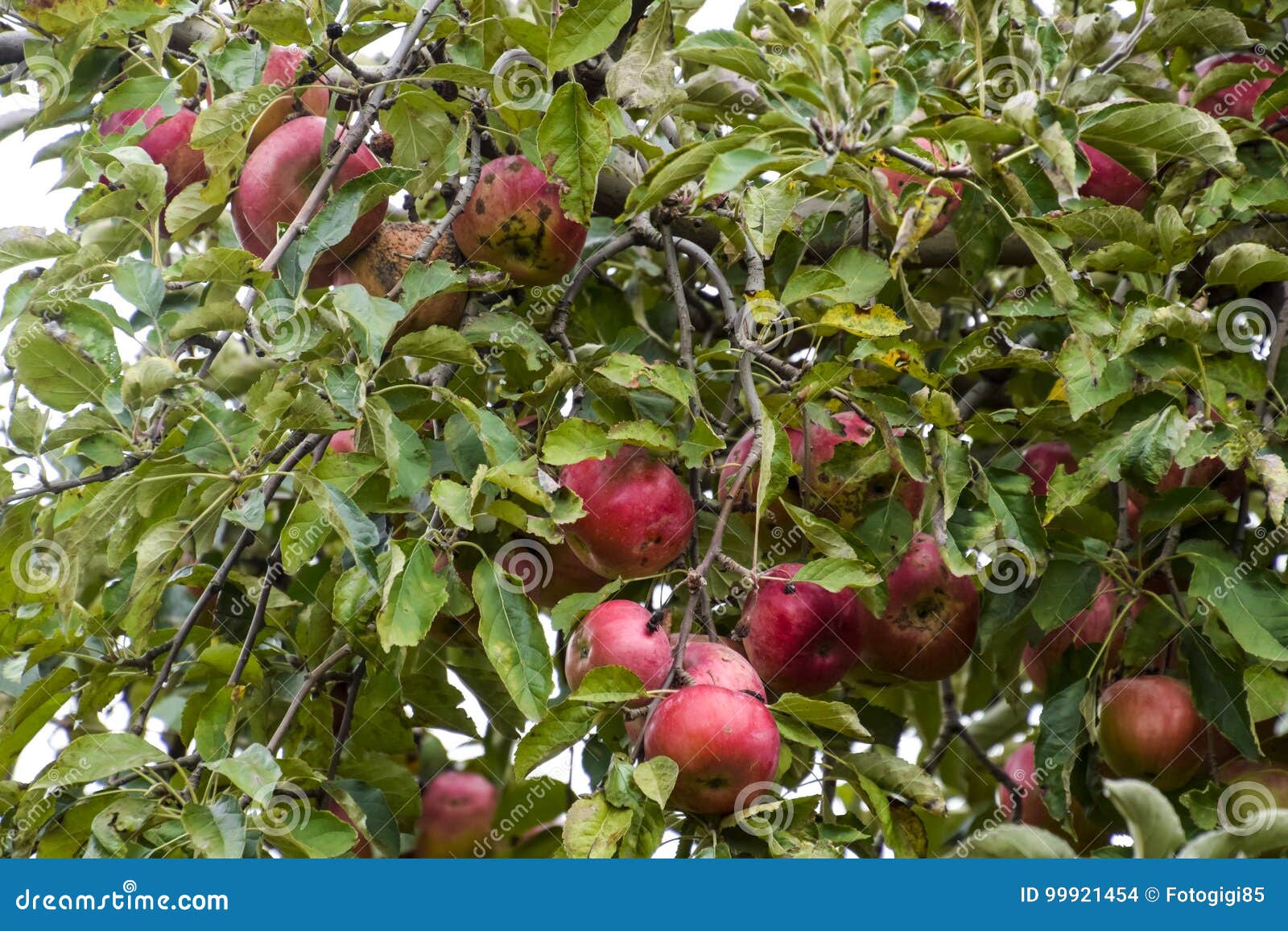 Apple Orchard. Rows of Trees and the Fruit of the Ground Under T Stock ...