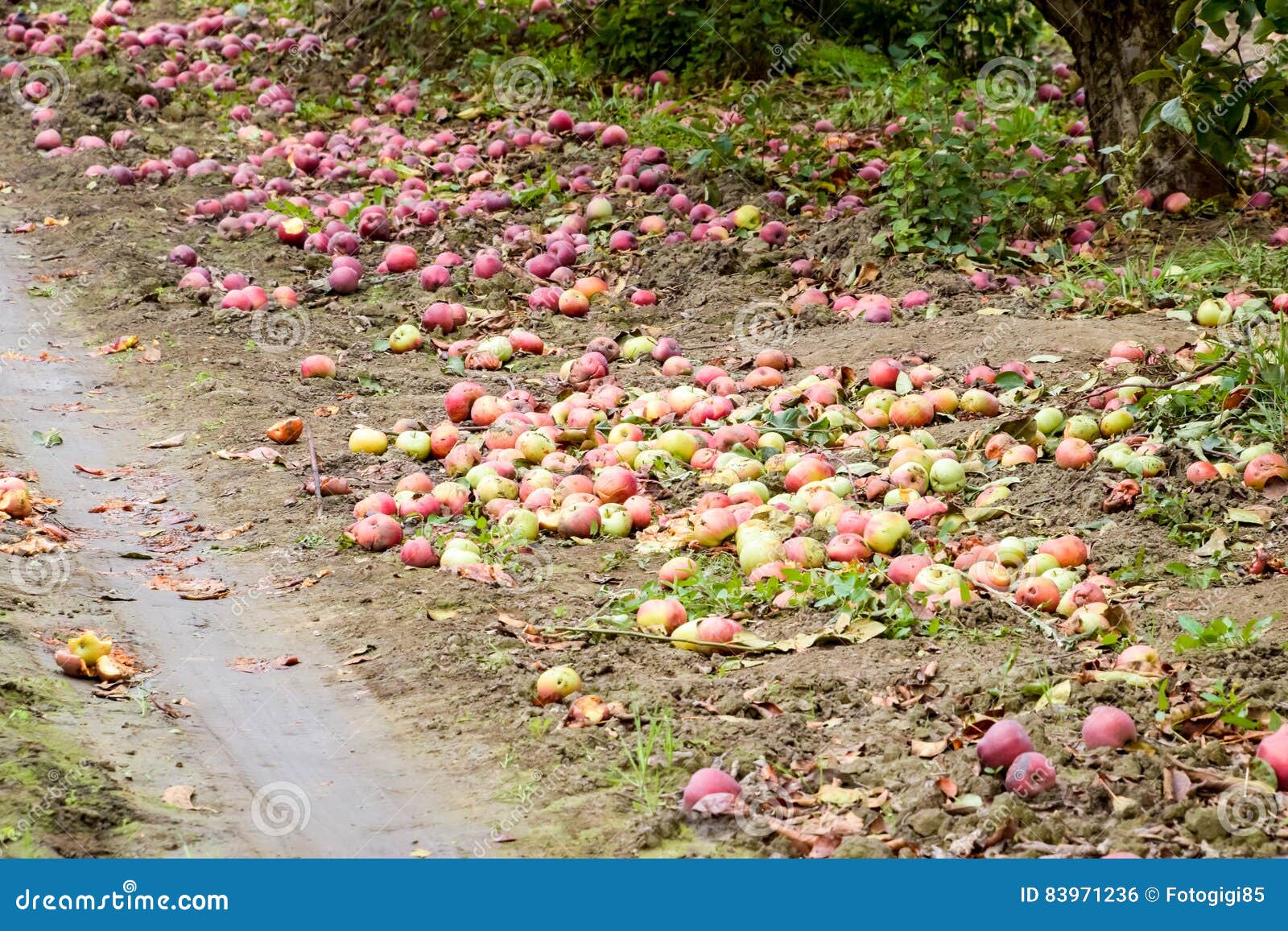 Apple Orchard. Rows of Trees and the Fruit of the Ground Under the ...