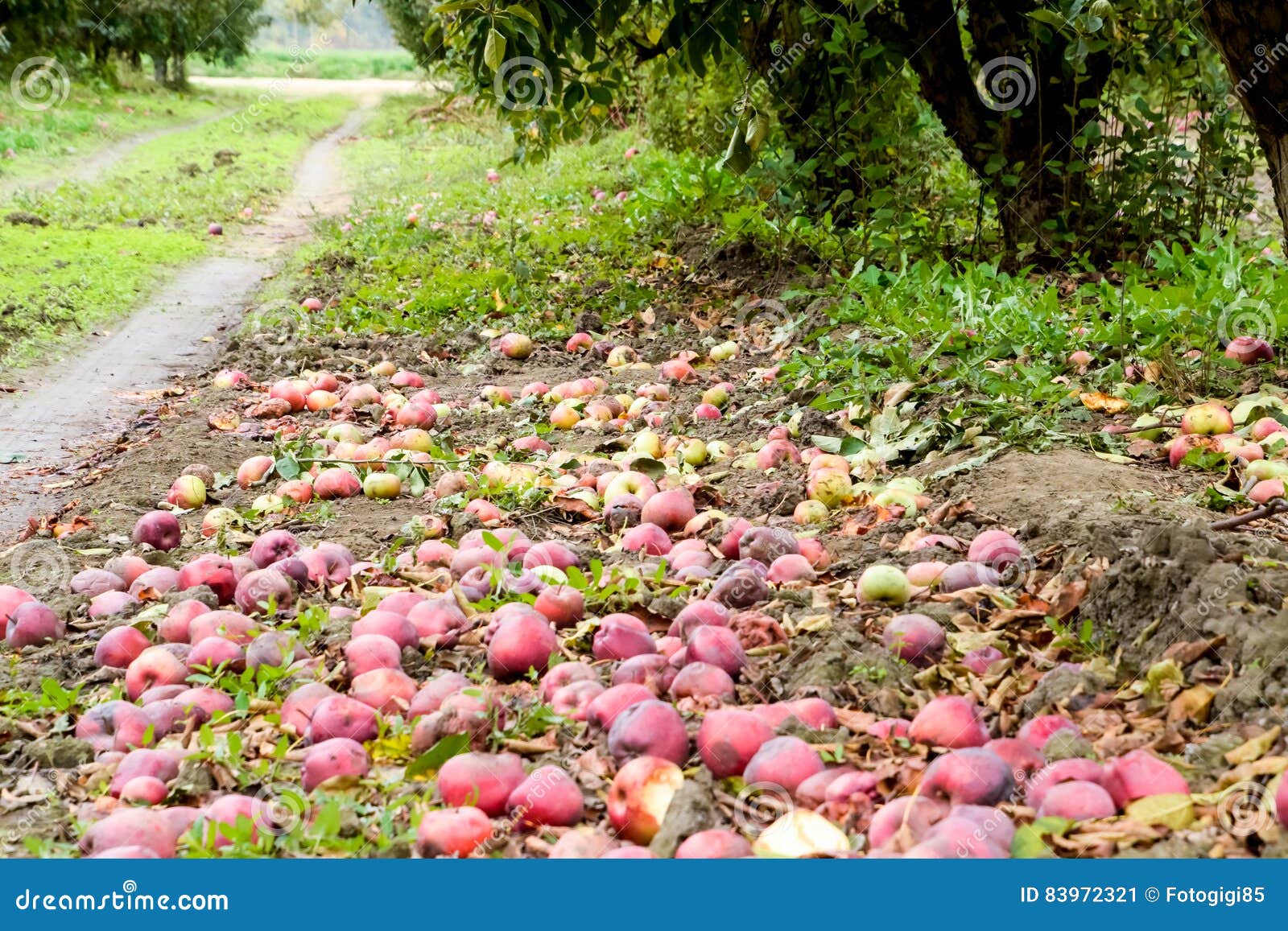 Apple Orchard. Rows of Trees and the Fruit of the Ground Under the ...