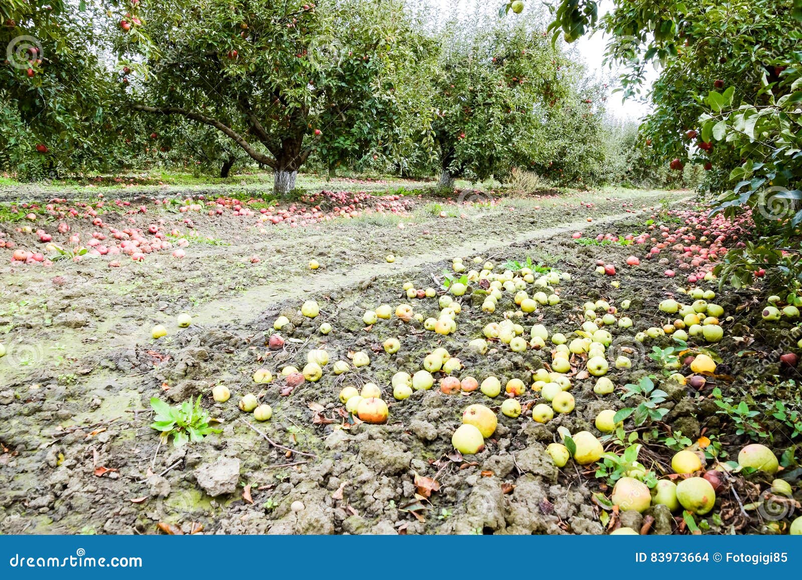 Apple Orchard. Rows of Trees and the Fruit of the Ground Under the ...