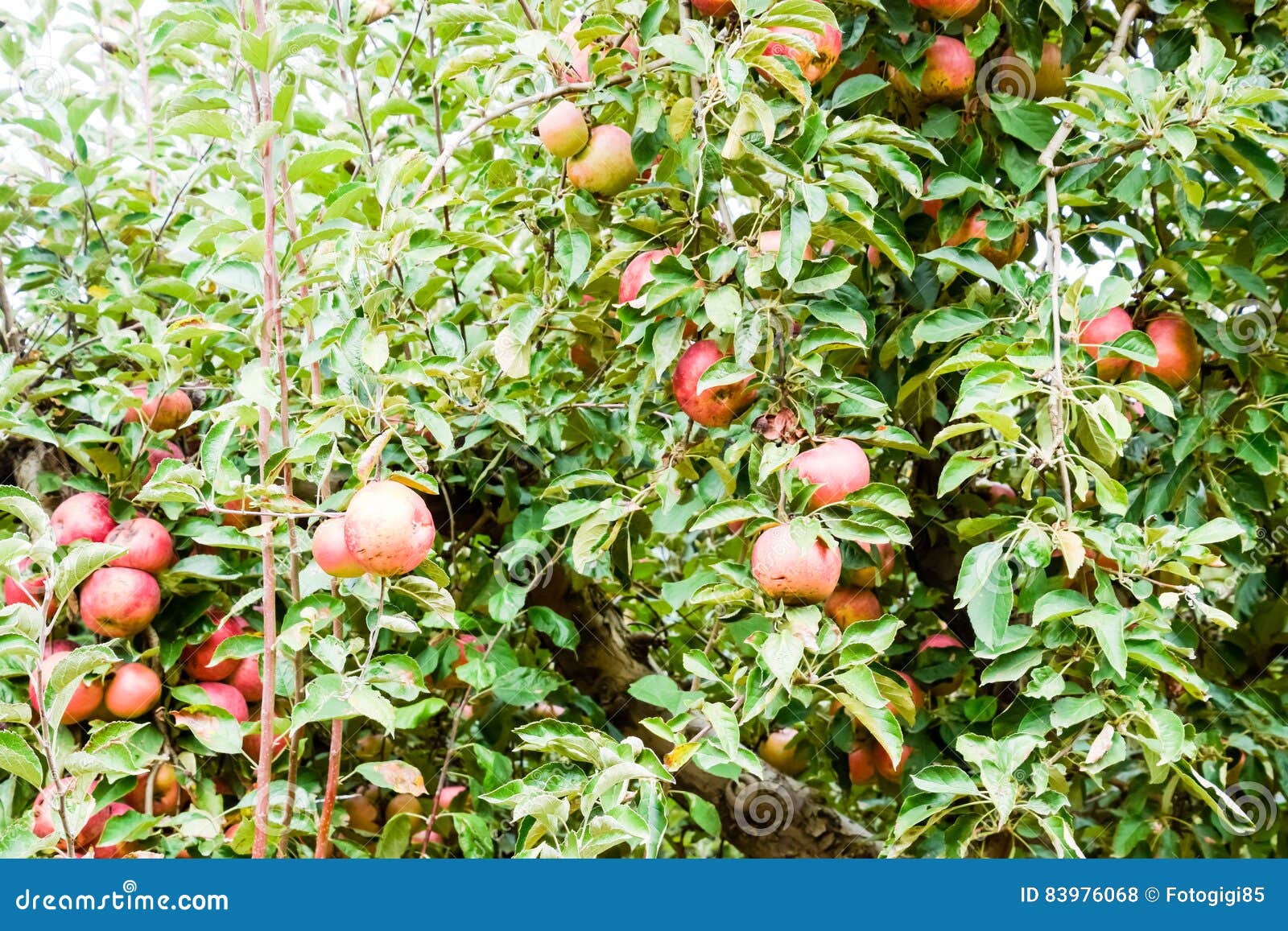 Apple Orchard. Rows of Trees and the Fruit of the Ground Under the ...
