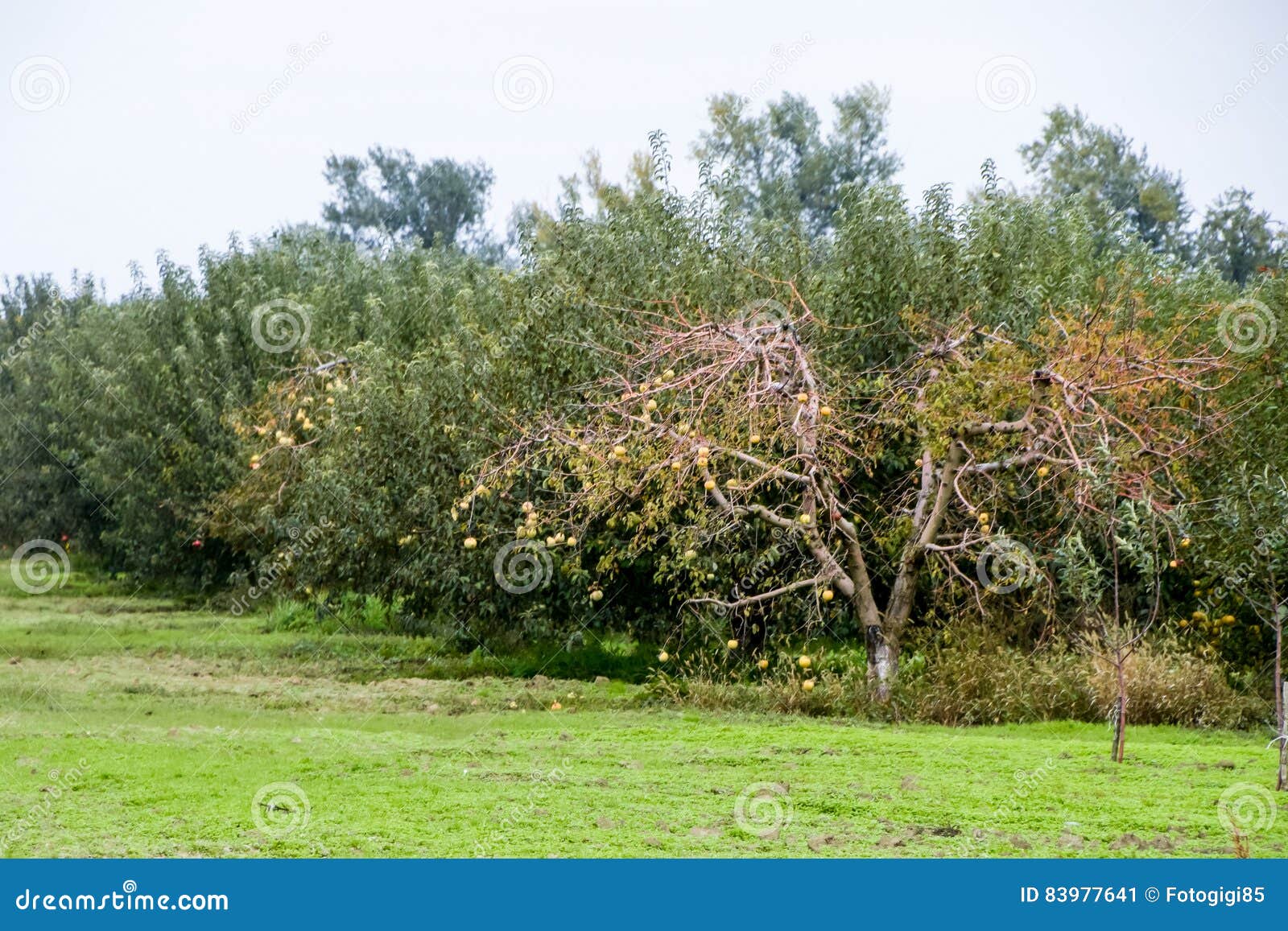 Apple Orchard. Rows of Trees and the Fruit of the Ground Under the ...
