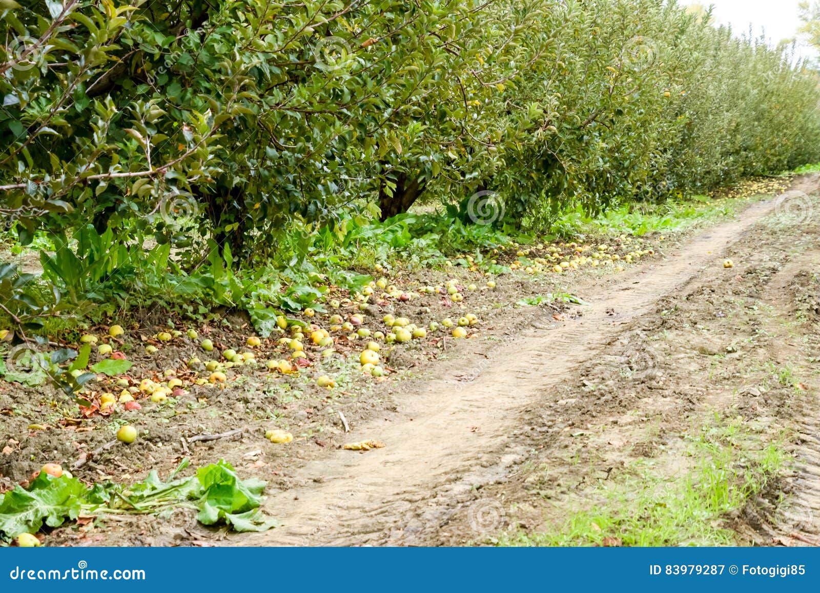 Apple Orchard. Rows of Trees and the Fruit of the Ground Under the ...