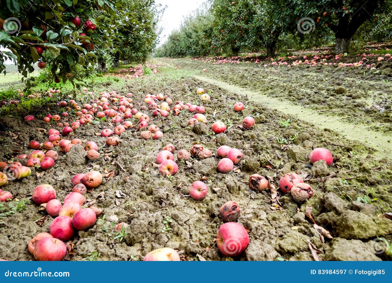 Apple Orchard. Rows of Trees and the Fruit of the Ground Under the ...