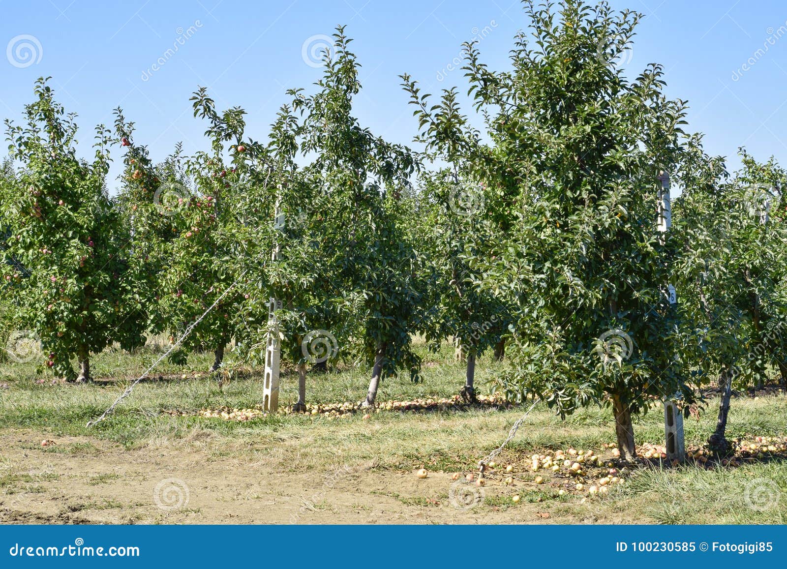 Apple Orchard. Rows of Trees and the Fruit of the Ground Under T Stock ...