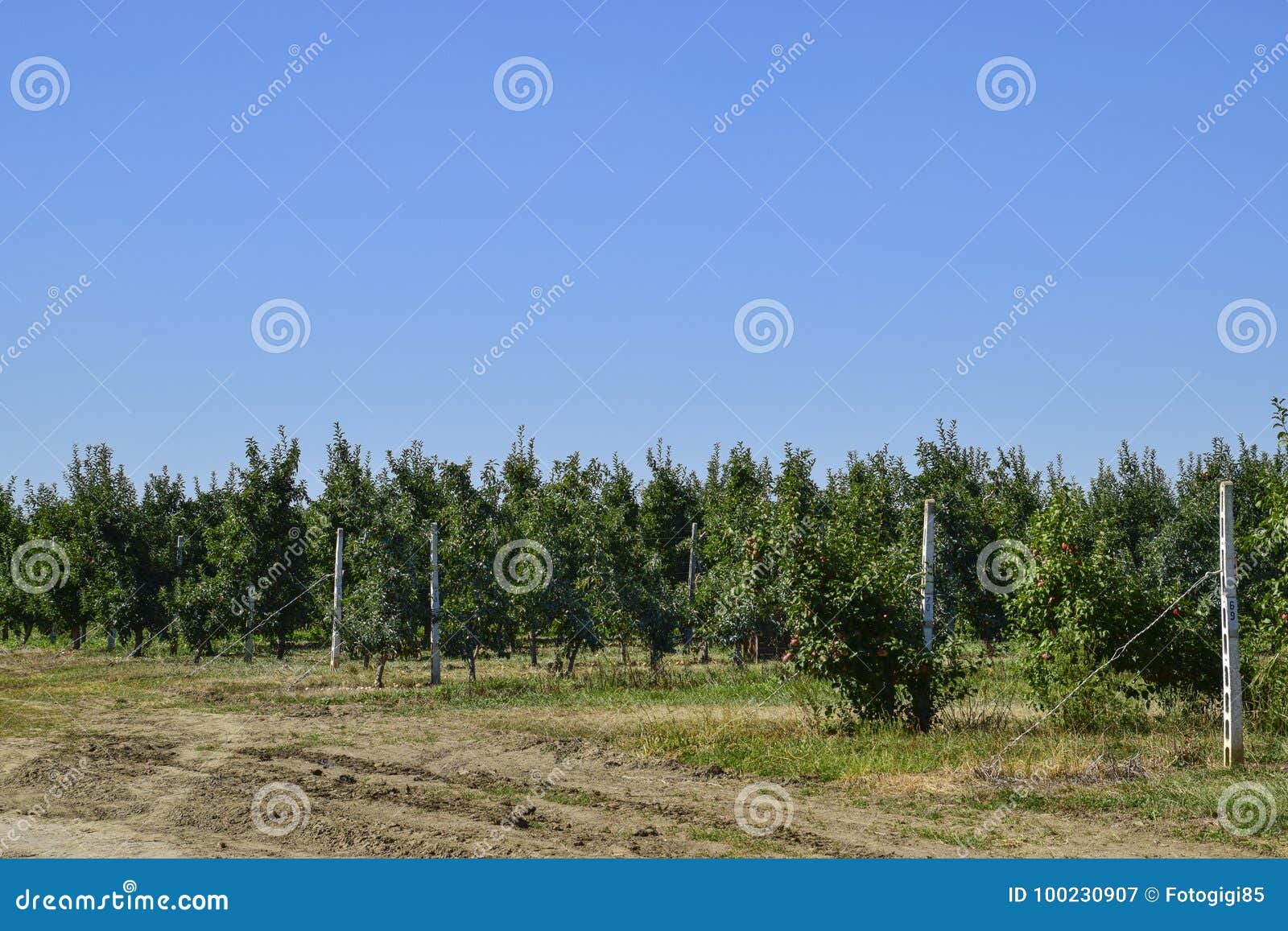 Apple Orchard. Rows of Trees and the Fruit of the Ground Under T Stock ...