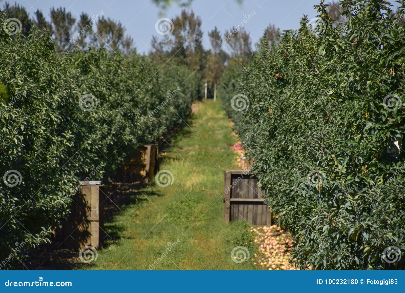 Apple Orchard. Rows of Trees and the Fruit of the Ground Under T Stock ...