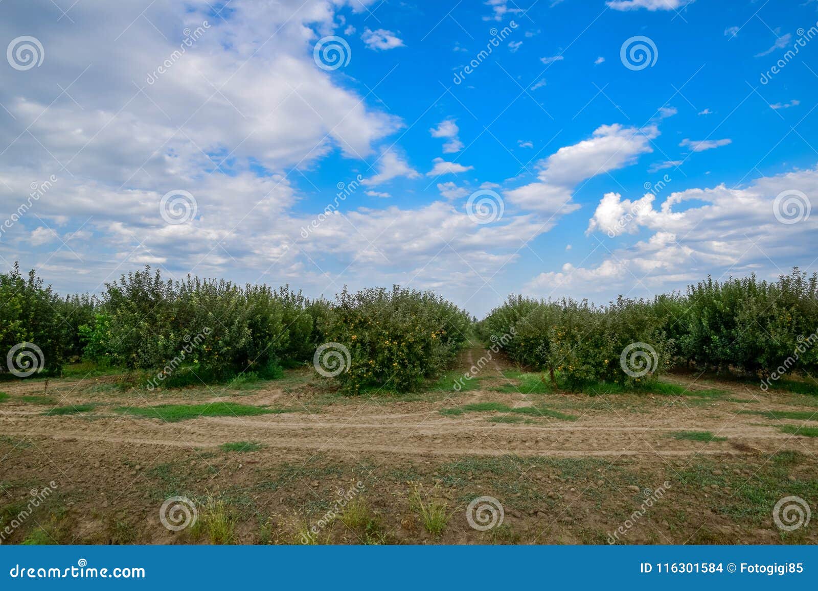 Apple Orchard. Rows of Trees and the Fruit of the Ground Under the ...
