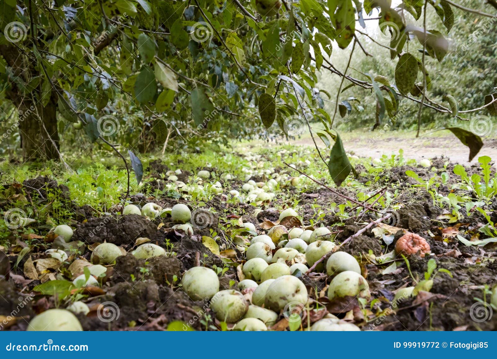 Apple Orchard. Rows of Trees and the Fruit of the Ground Under T Stock ...