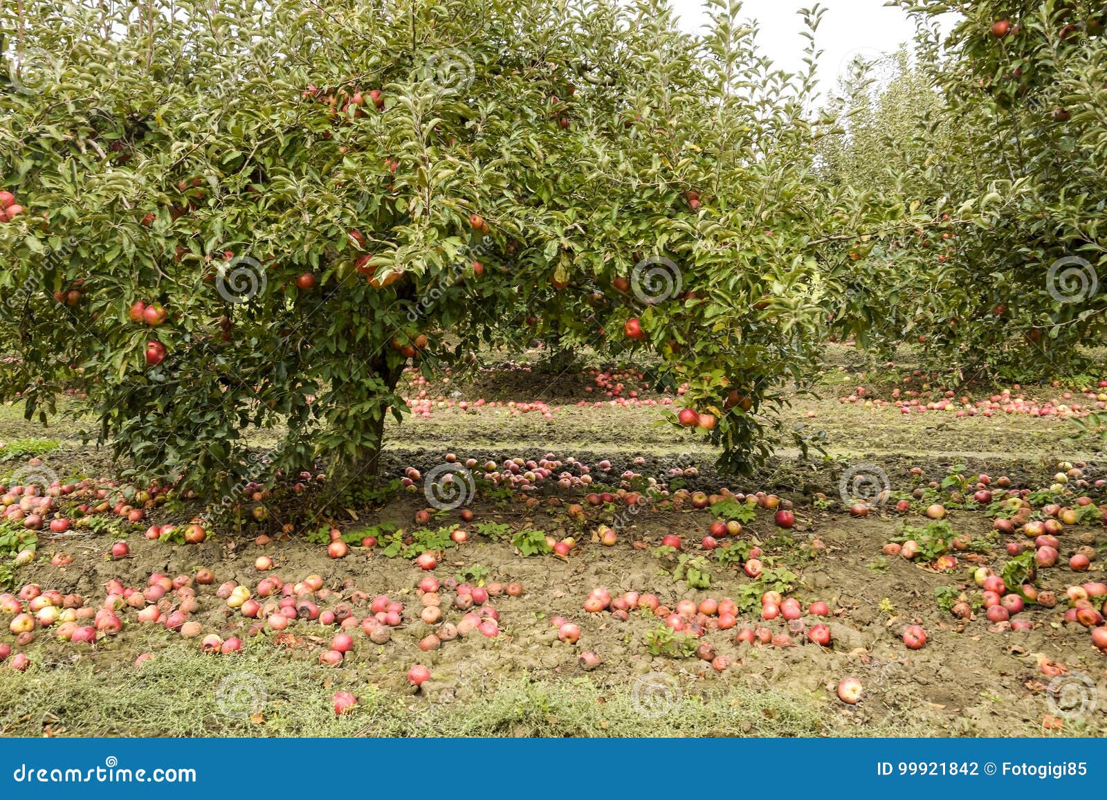 Apple Orchard. Rows of Trees and the Fruit of the Ground Under T Stock ...