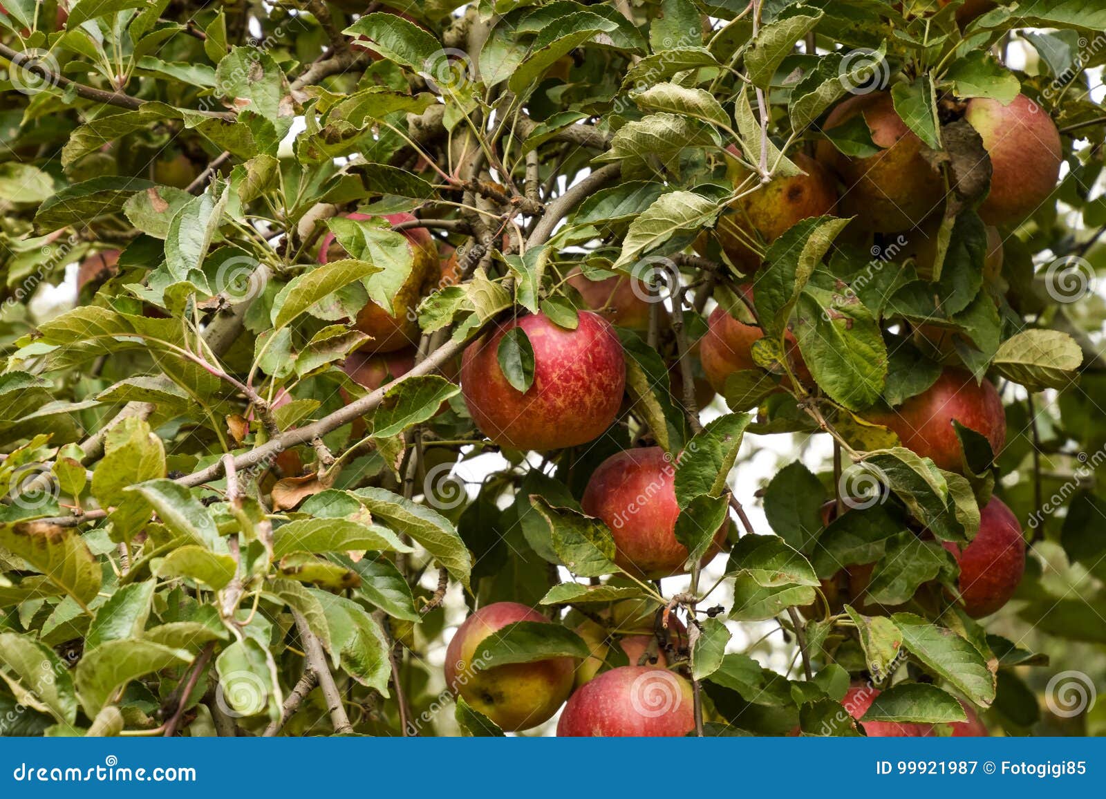 Apple Orchard. Rows of Trees and the Fruit of the Ground Under T Stock ...