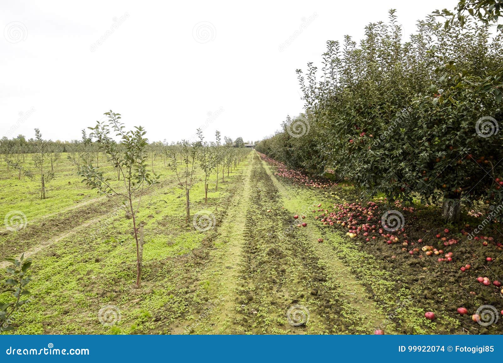 Apple Orchard. Rows of Trees and the Fruit of the Ground Under T Stock ...