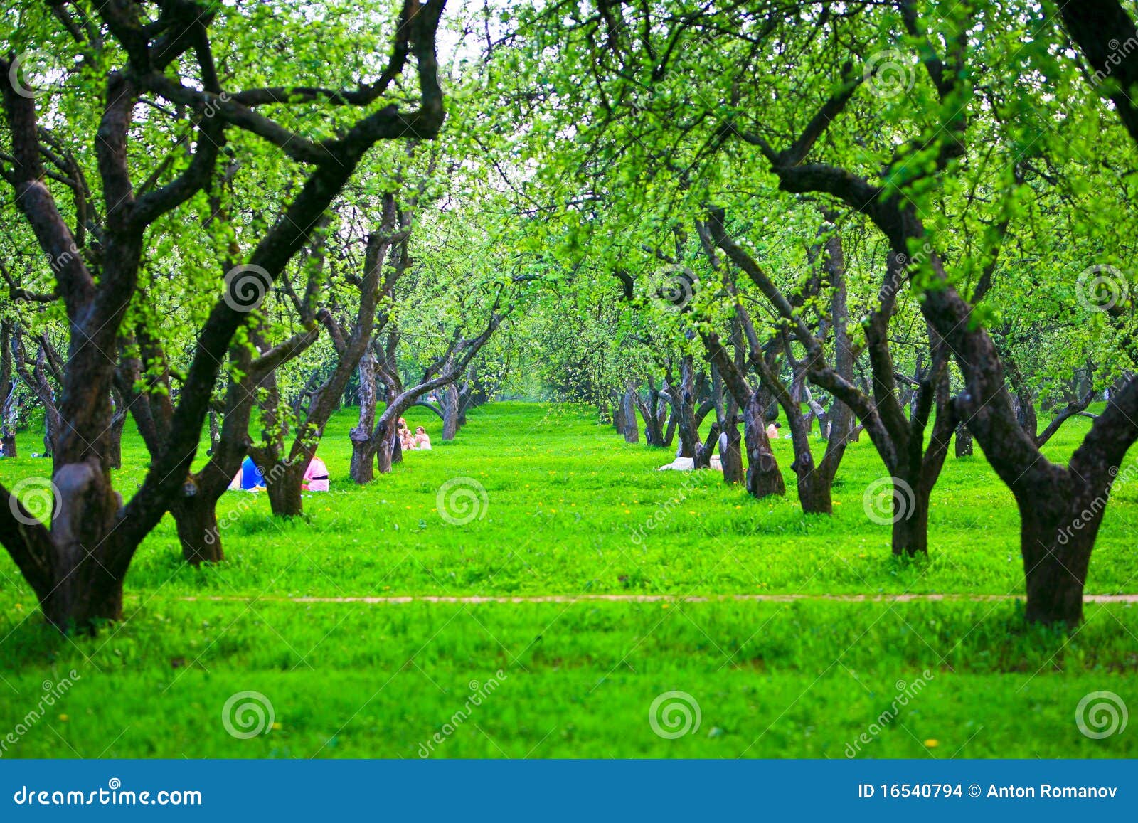 Apple orchard in spring stock photo. Image of nature - 16540794