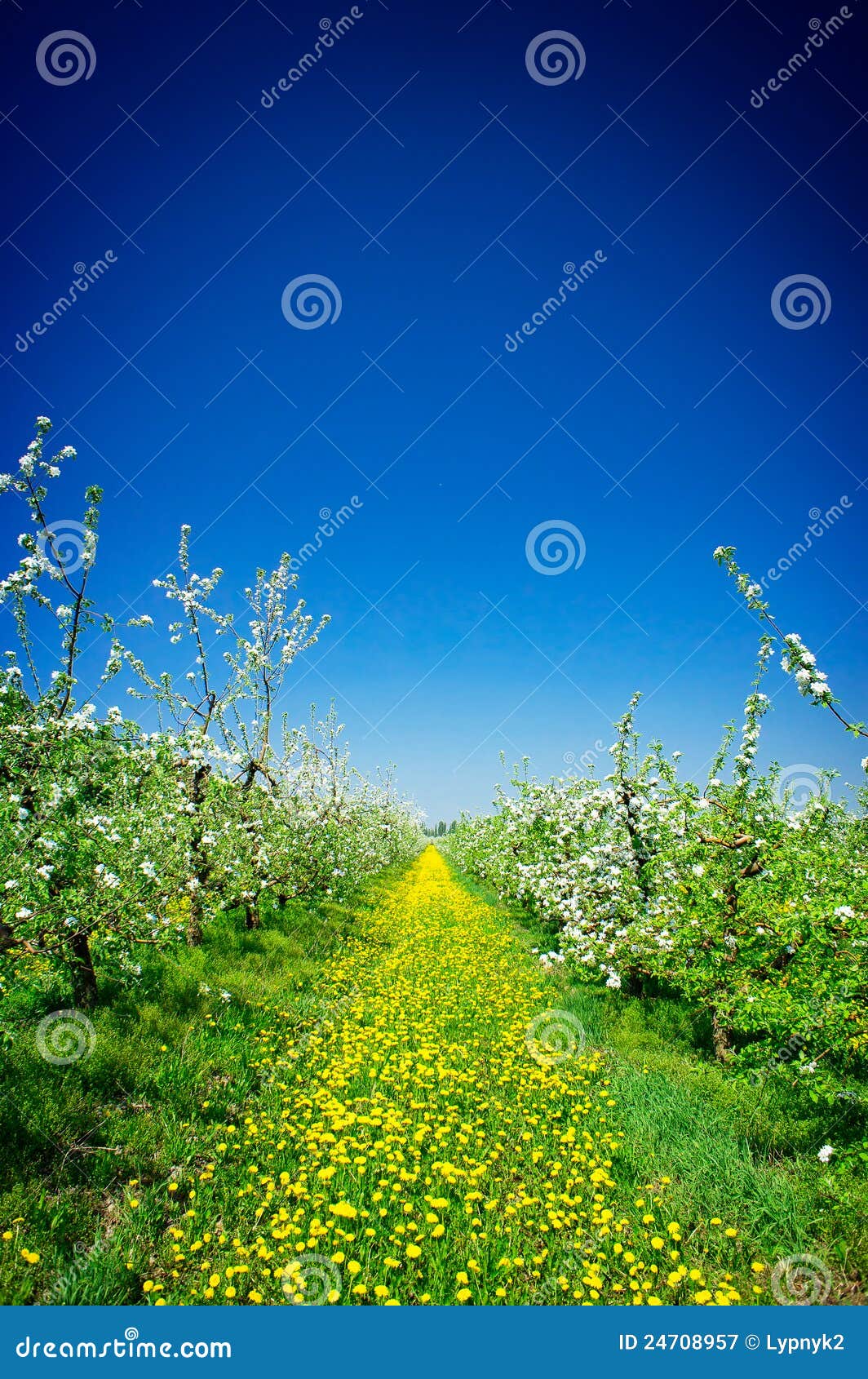 Apple orchard in spring. stock image. Image of bloom - 24708957