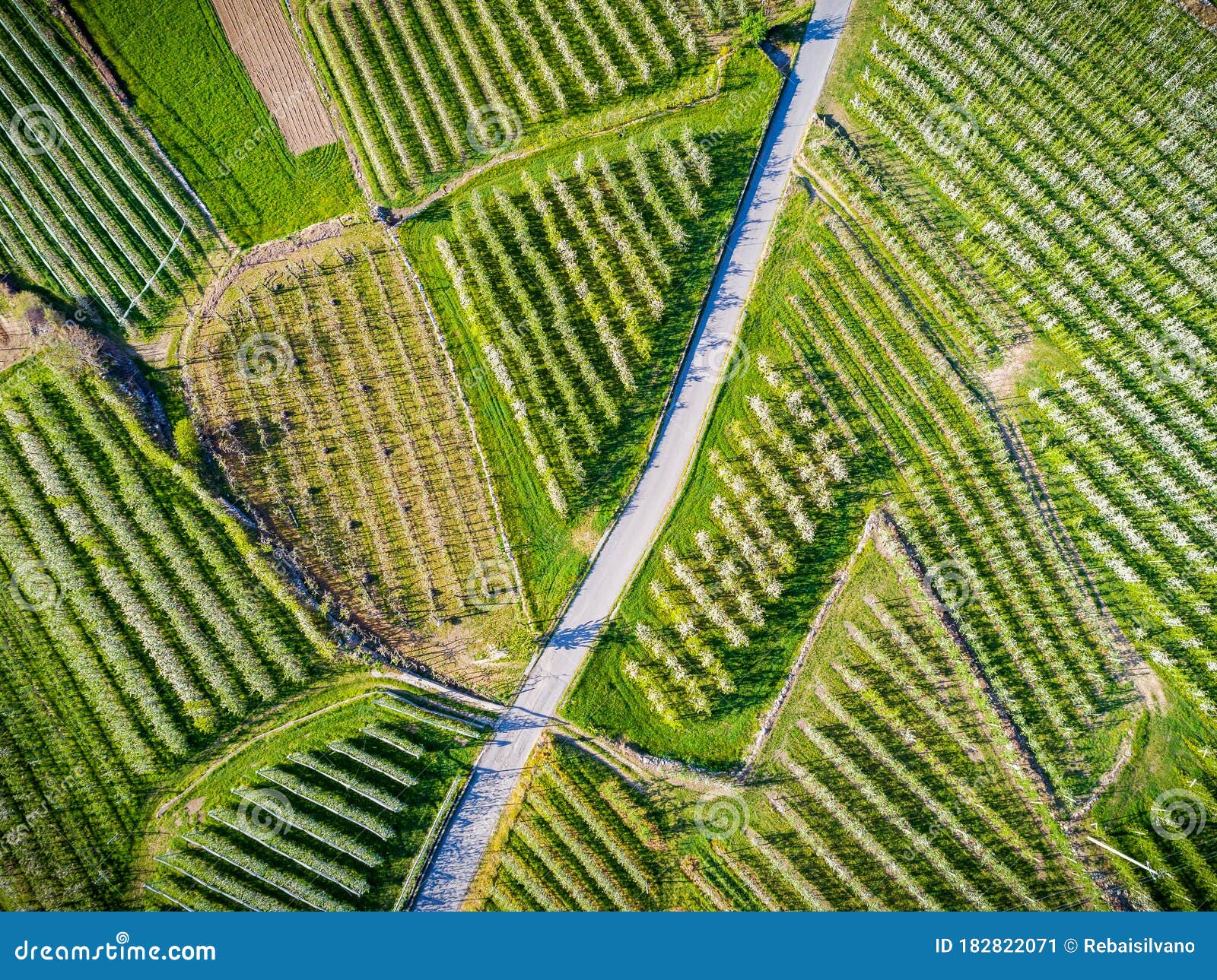 Apple orchard in spring stock image. Image of agriculture - 182822071