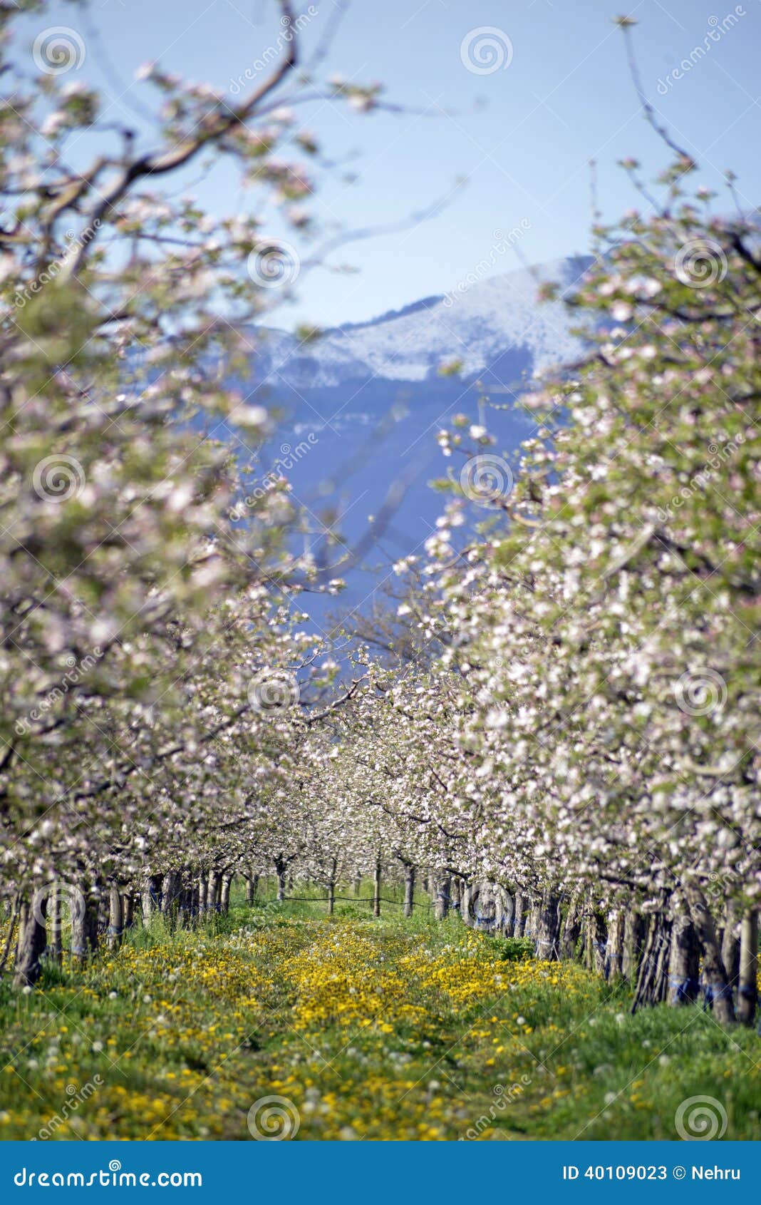 Apple Orchard in Spring Against Snow Mountain Stock Image - Image of ...