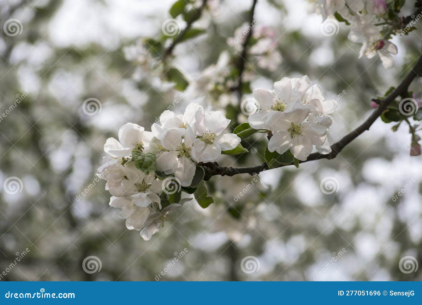 Apple Orchard in Spring. the Blooming Trees . Stock Photo - Image of ...