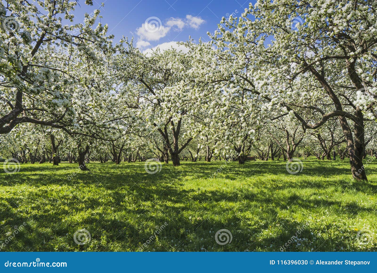 Apple orchard in spring. stock photo. Image of flower - 116396030