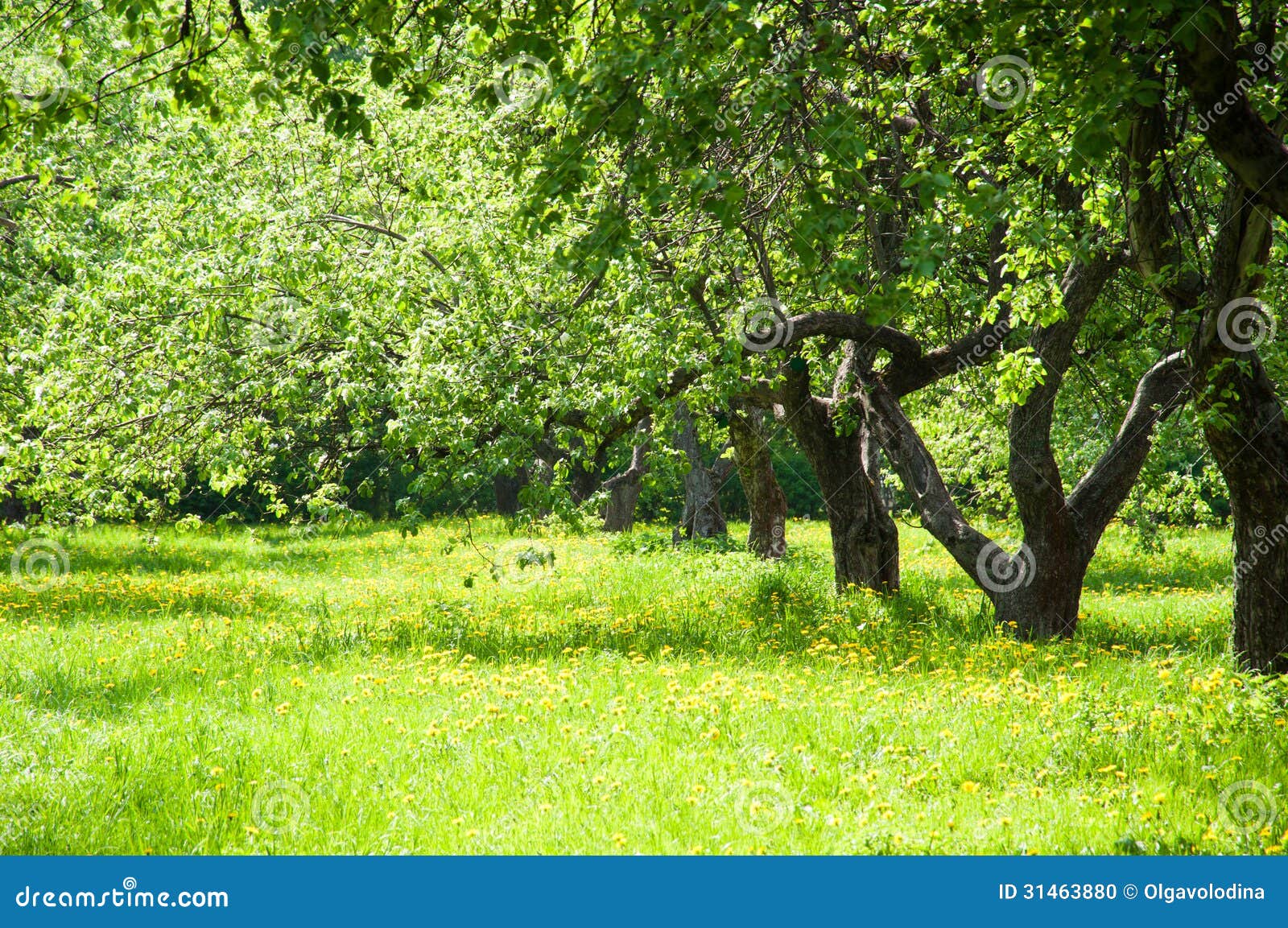Apple orchard in spring stock photo. Image of orchard - 31463880