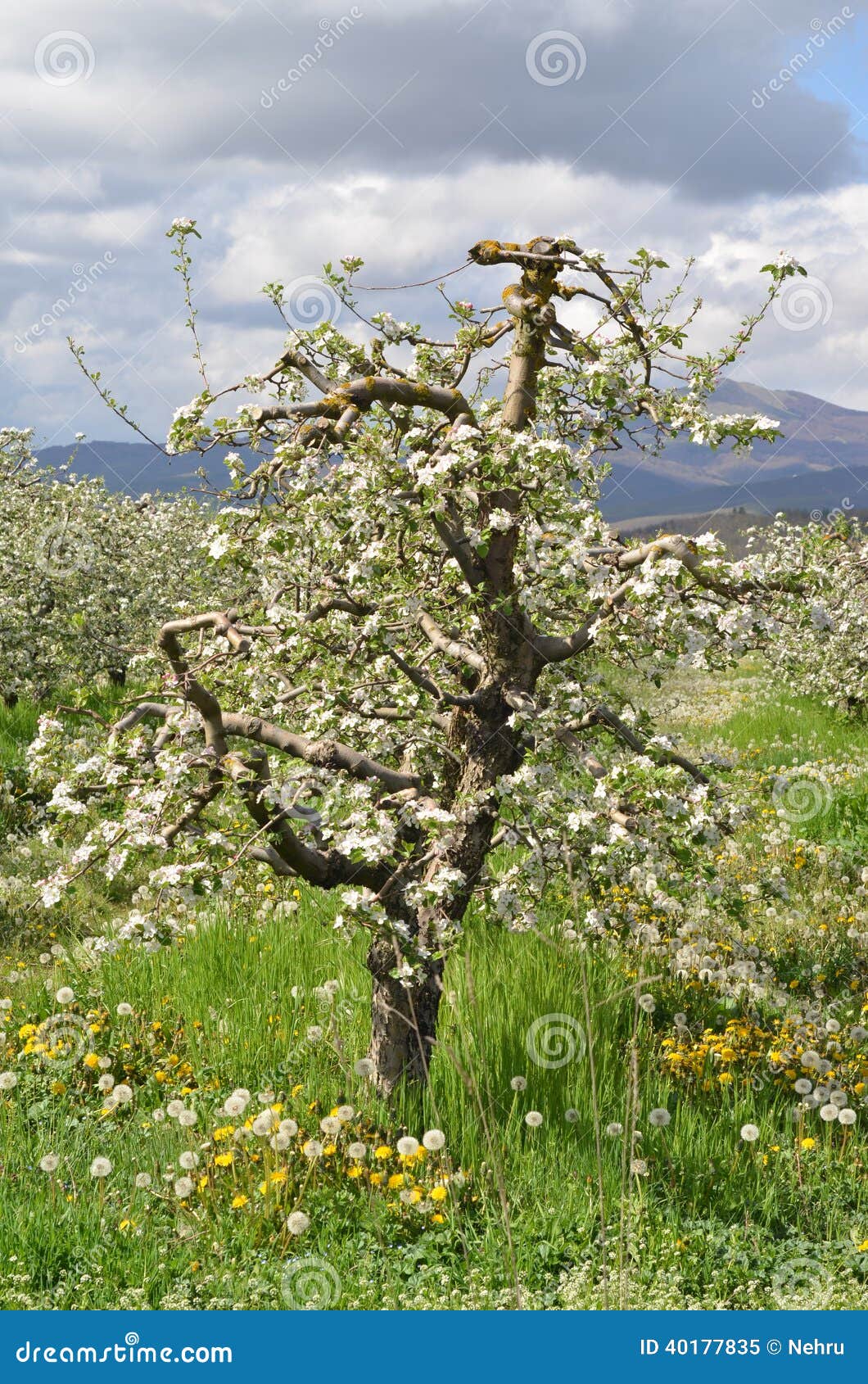 Apple orchard in spring stock image. Image of border - 40177835