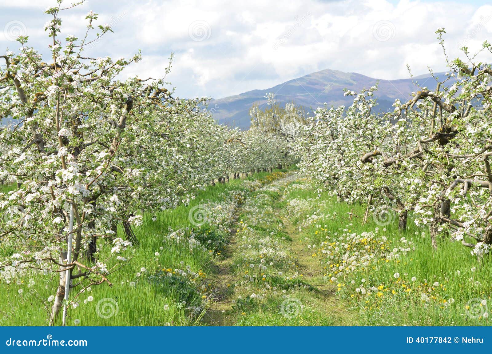 Apple orchard in spring stock photo. Image of aromatic - 40177842