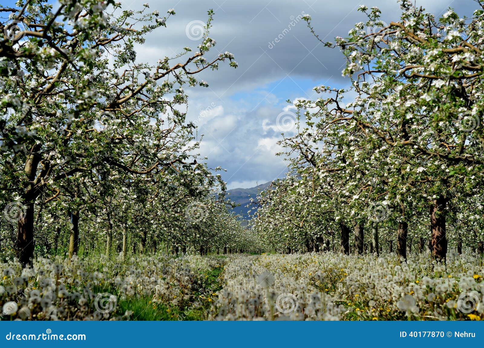 Apple orchard in spring stock photo. Image of blossom - 40177870