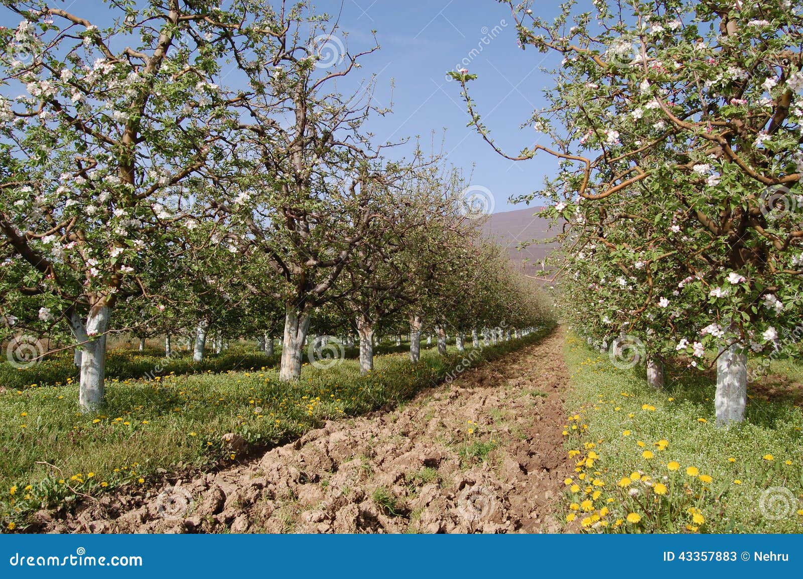 Apple orchard in spring stock image. Image of blossoming - 43357883