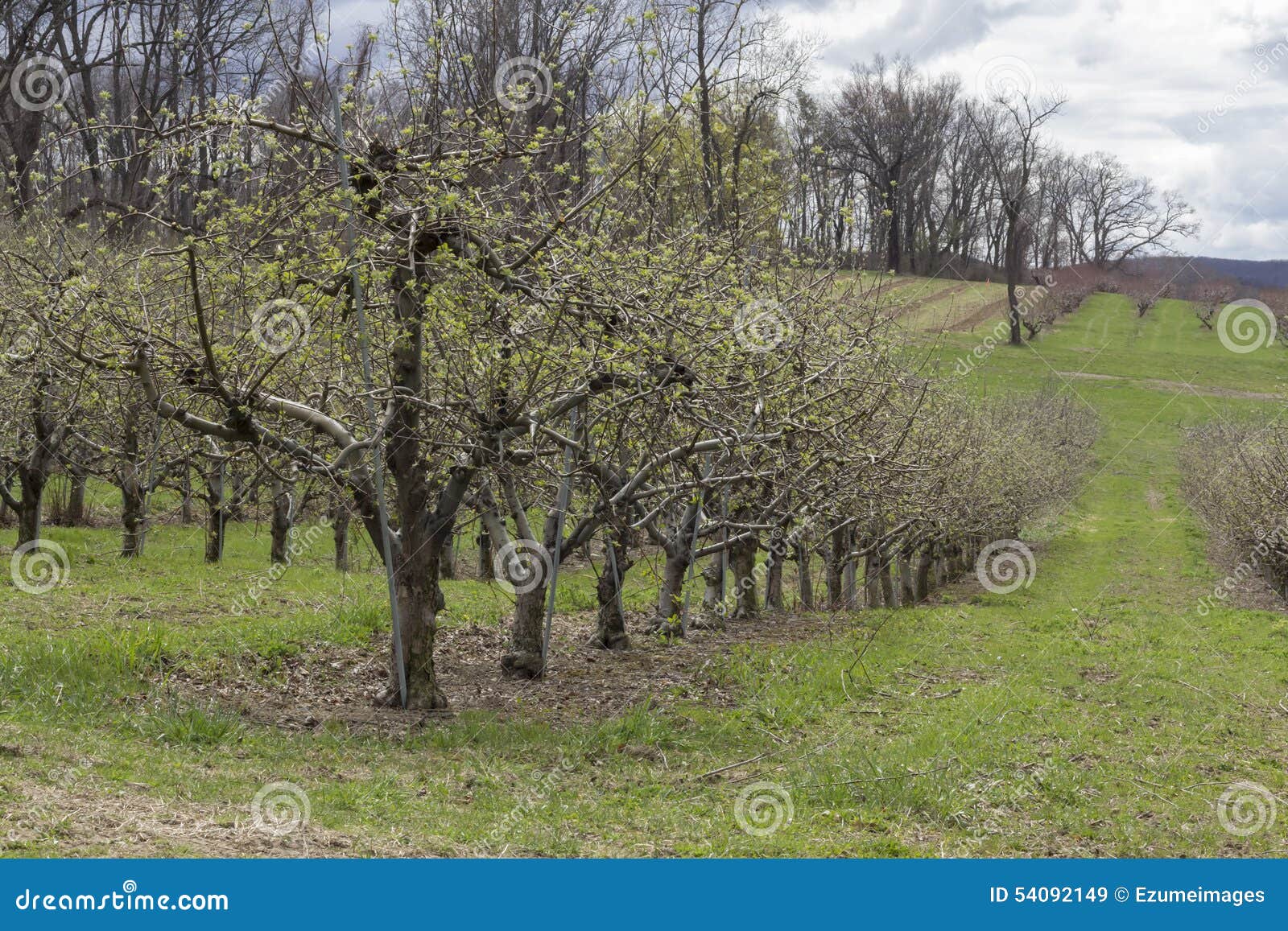 Apple Orchard Spring stock image. Image of clouds, environment - 54092149