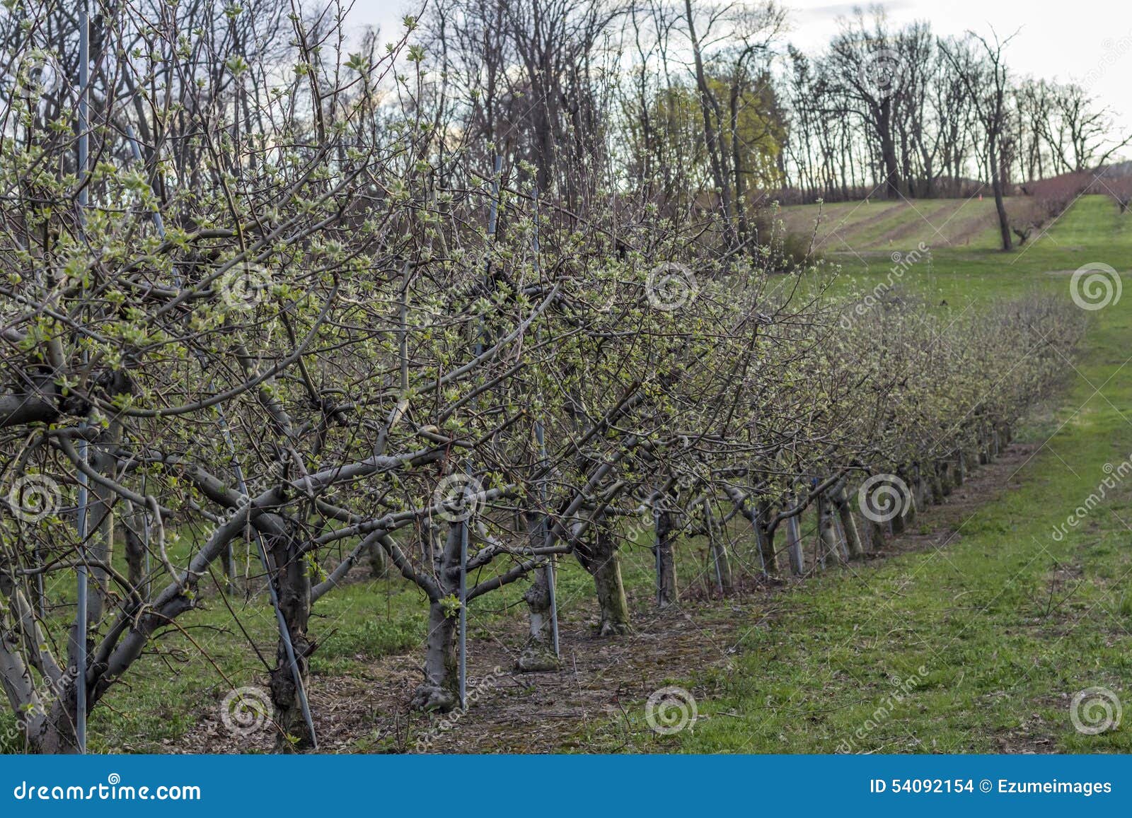 Apple Orchard Spring stock photo. Image of orchard, seasonal - 54092154