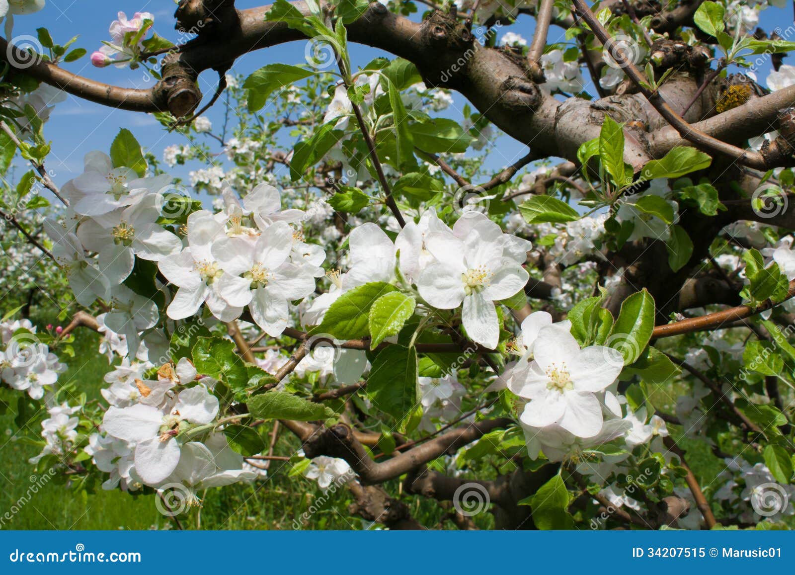 Apple Orchard in Spring stock image. Image of scene, petals - 34207515