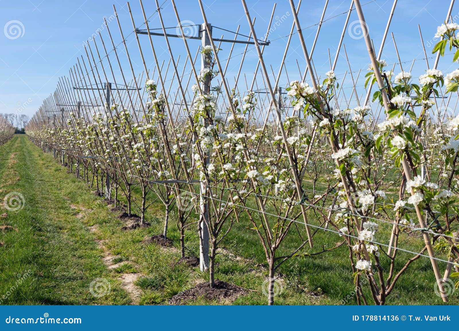 Rows Of Elm Trees And Knotted Willows In Between Meadows In The Flemish ...