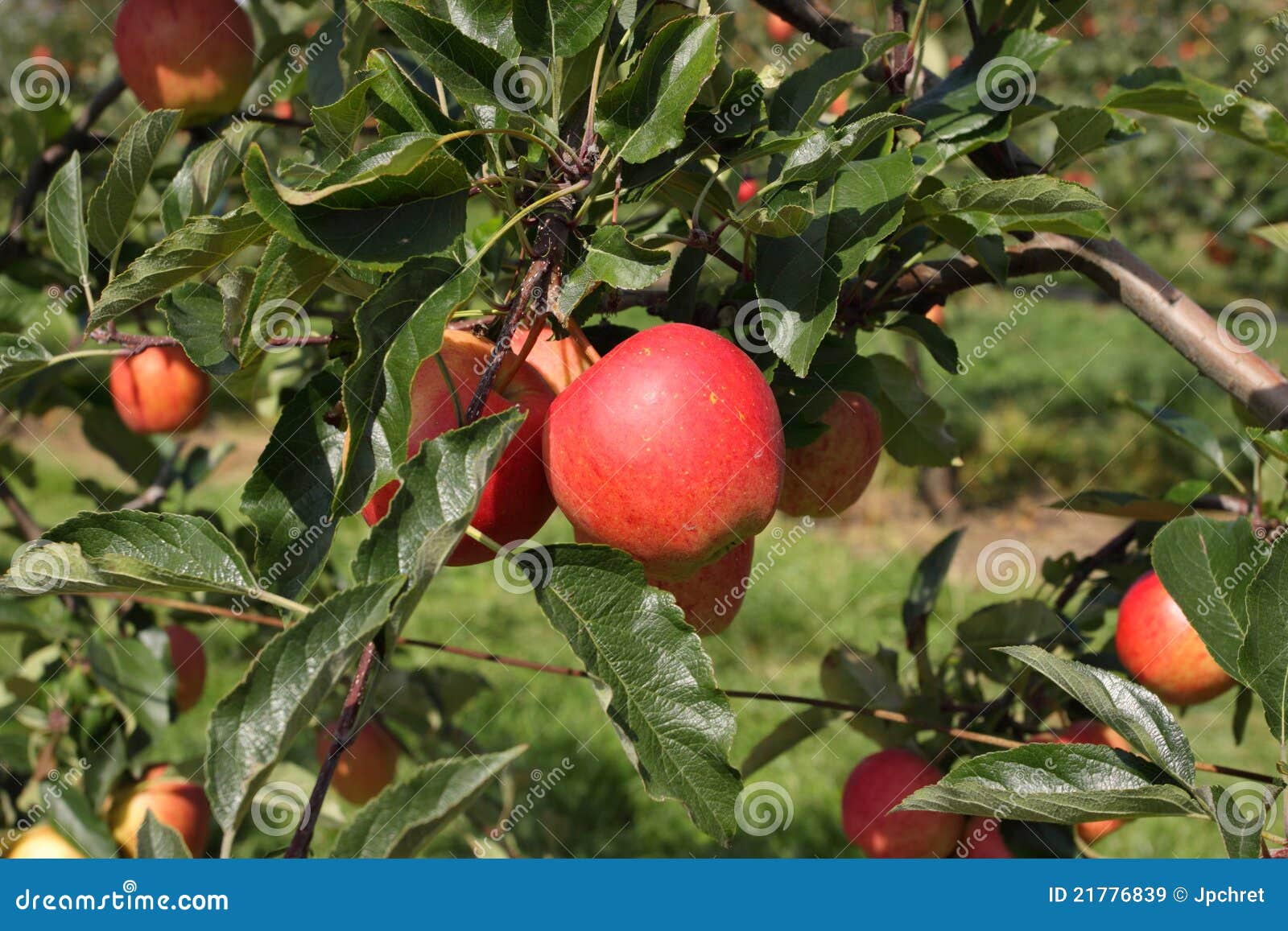 Apple orchard in summer stock image. Image of diet, leaf - 21776839