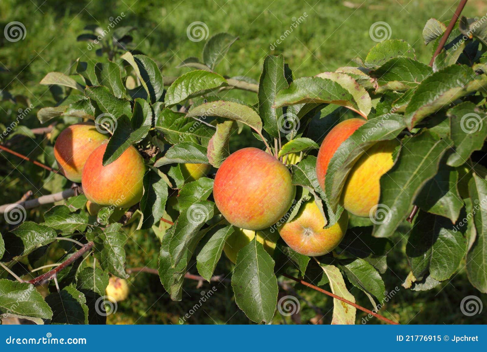Apple orchard in summer stock image. Image of food, gardening - 21776915
