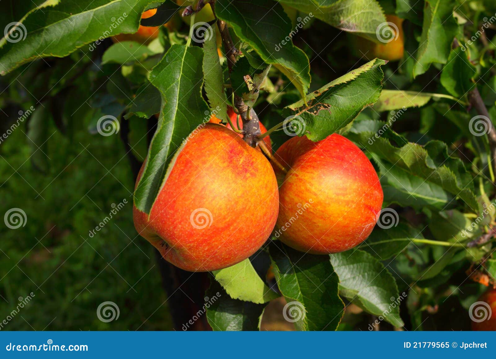 Apple orchard in summer stock image. Image of blue, fruit - 21779565