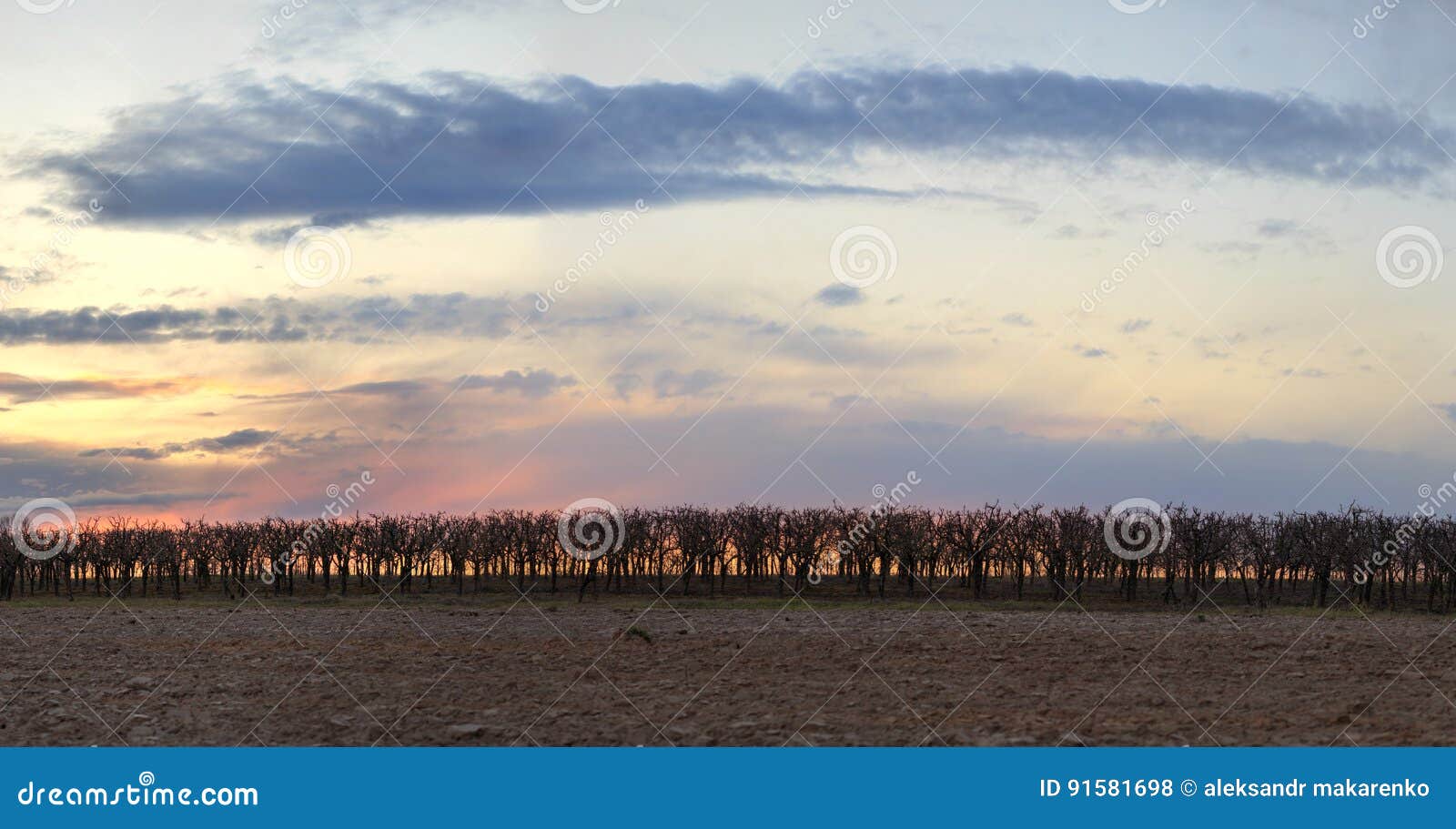 Apple Orchard at Sunset of the Day Stock Photo - Image of nature, grass ...