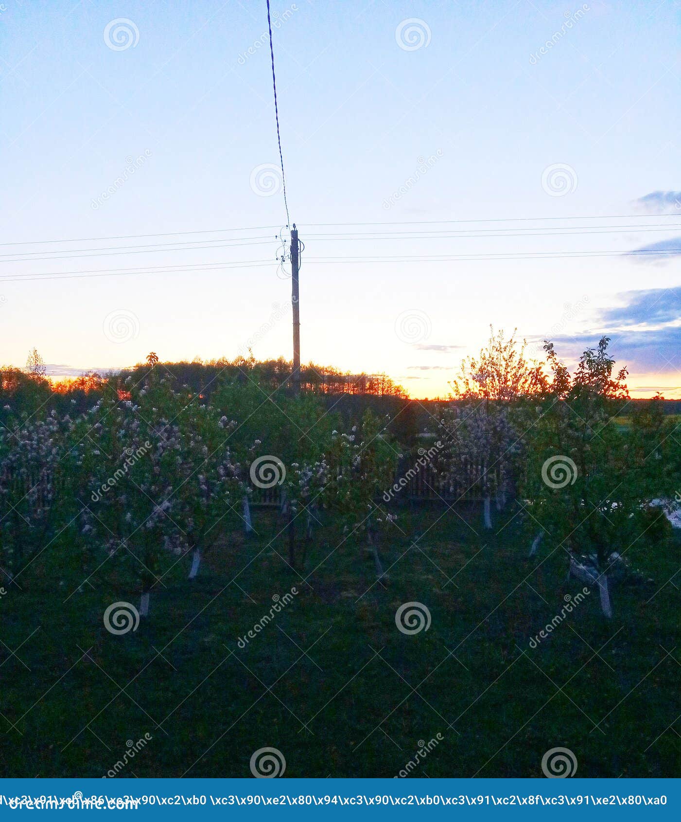 Apple orchard and sunset stock image. Image of orchard - 182730615