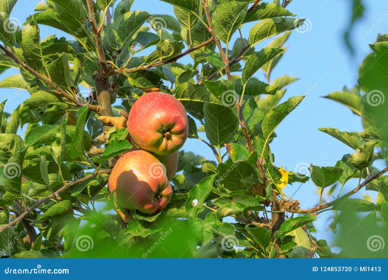 Apple hanging on a tree stock photo. Image of plant - 124853720