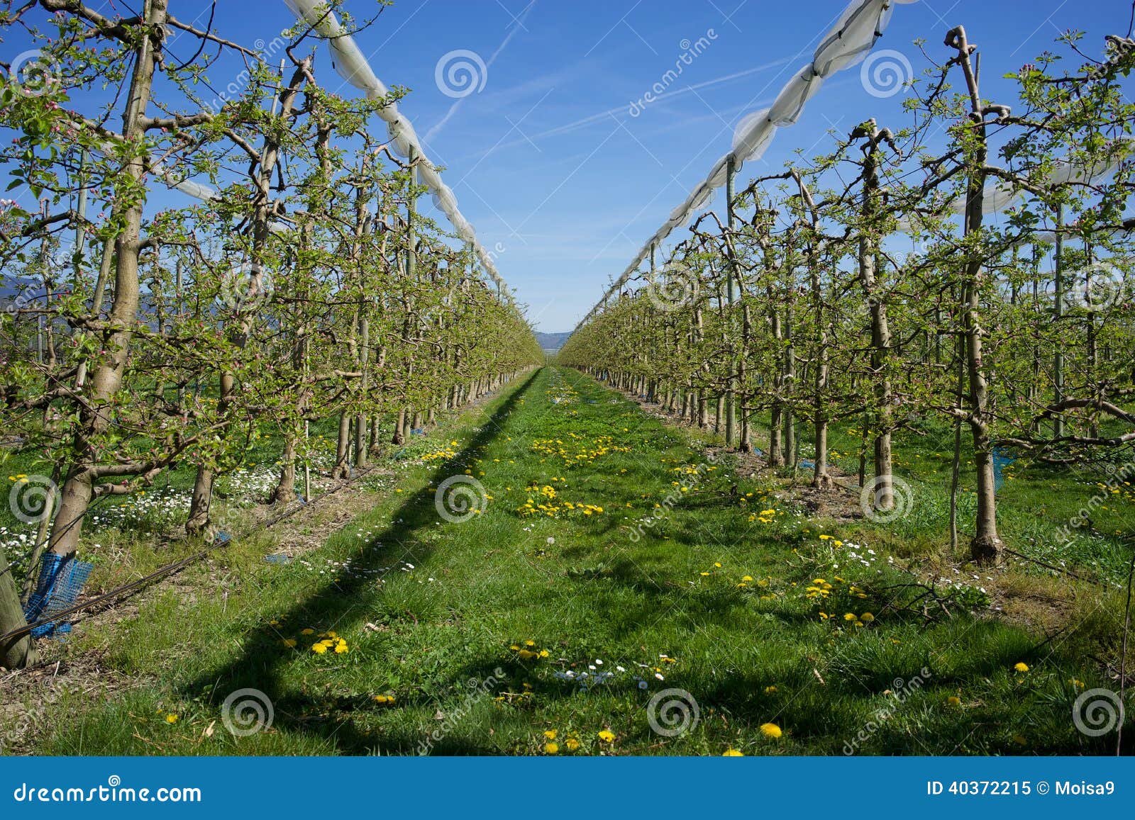 Apple Orchard, Switzerland stock image. Image of blossom - 40372215