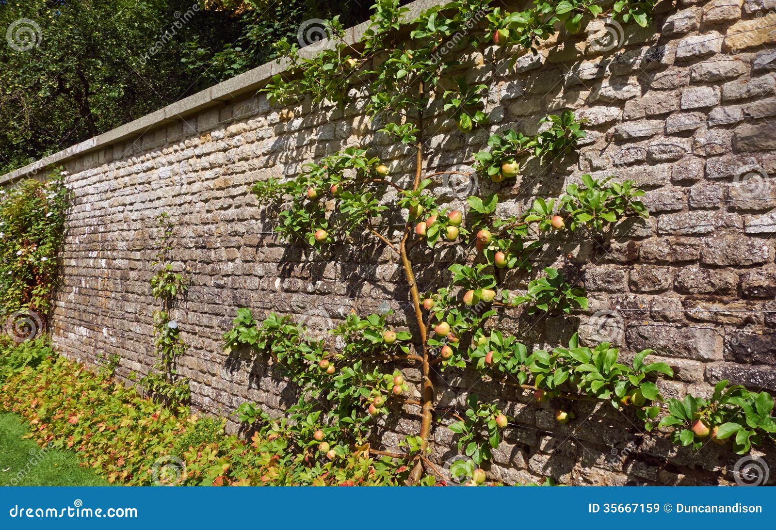 Apple Orchard stock image. Image of green, fresh, branch - 35667159