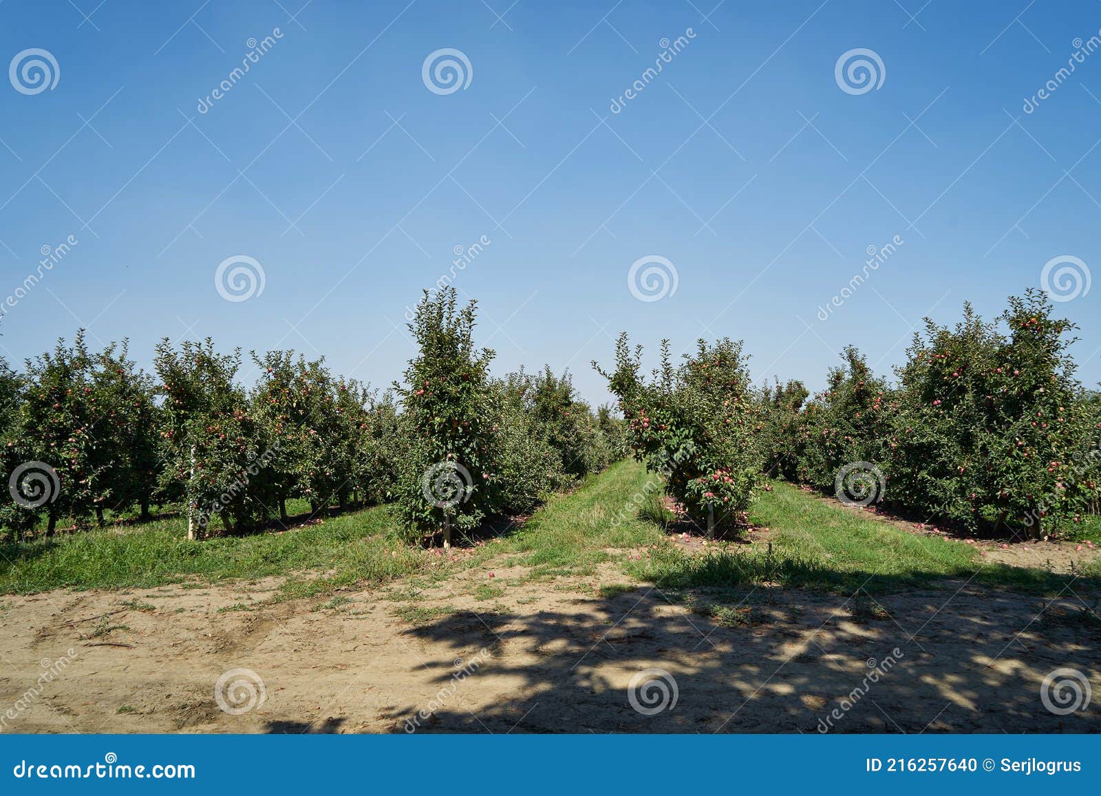 Apple Orchard. Trees in the Garden. Stock Photo - Image of agrarian ...