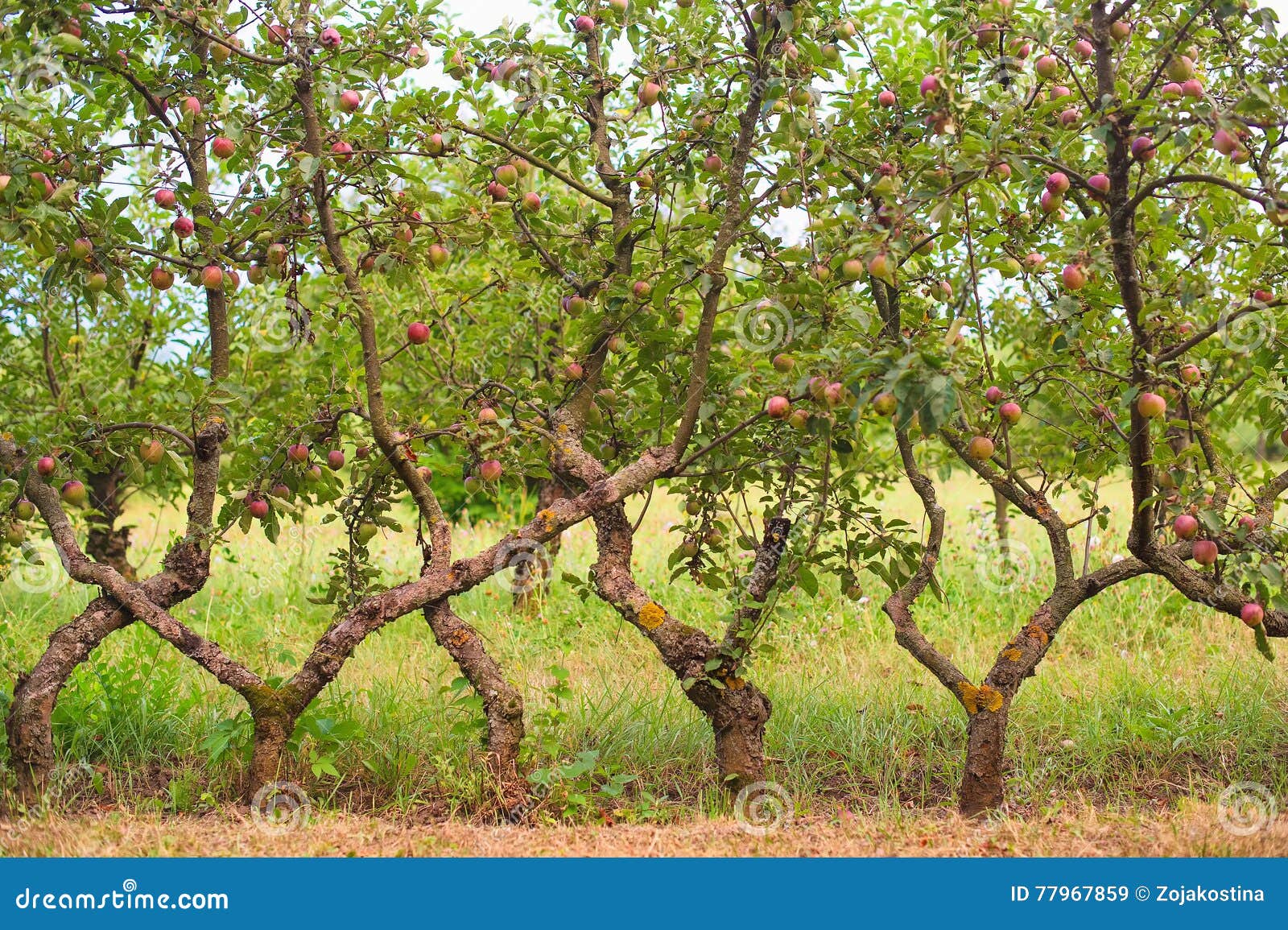 Apple orchard trees stock image. Image of healthy, garden - 77967859